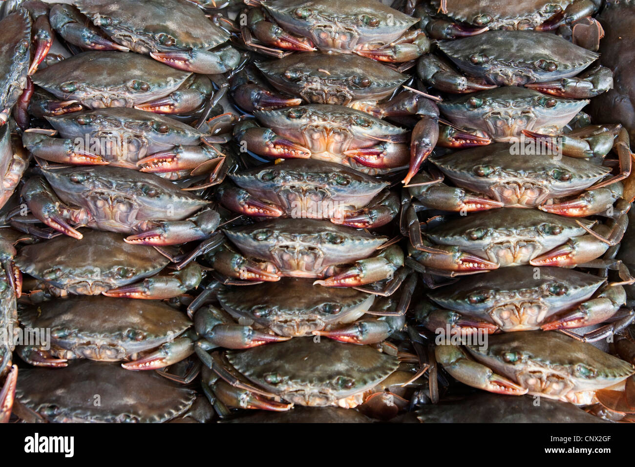 Stacked crawfishes hi-res stock photography and images - Alamy