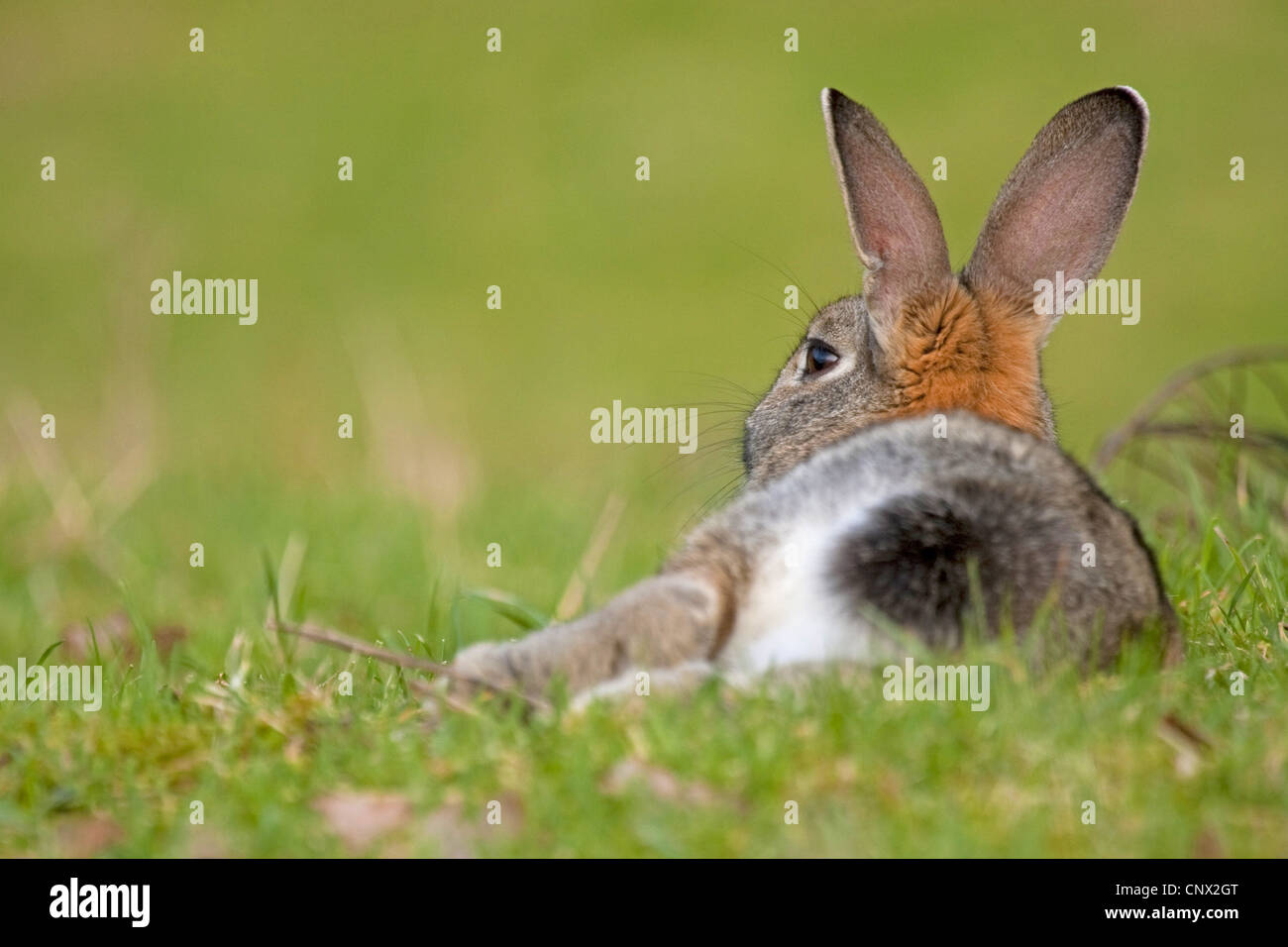 European rabbit (Oryctolagus cuniculus), lying in a meadow, Germany ...