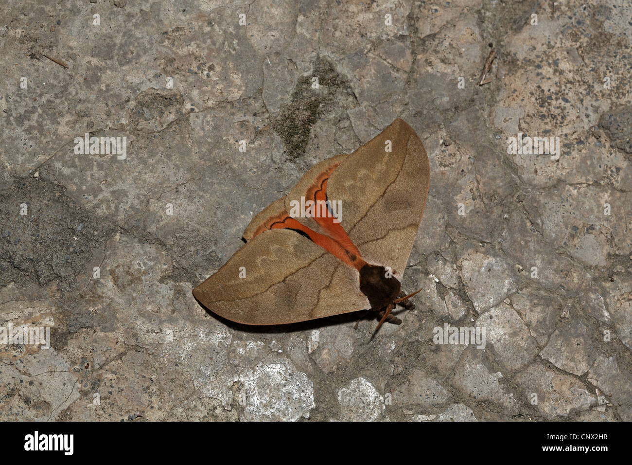 Orange Peacock Eye, Automeris illustris, showing bright hind wing Stock ...