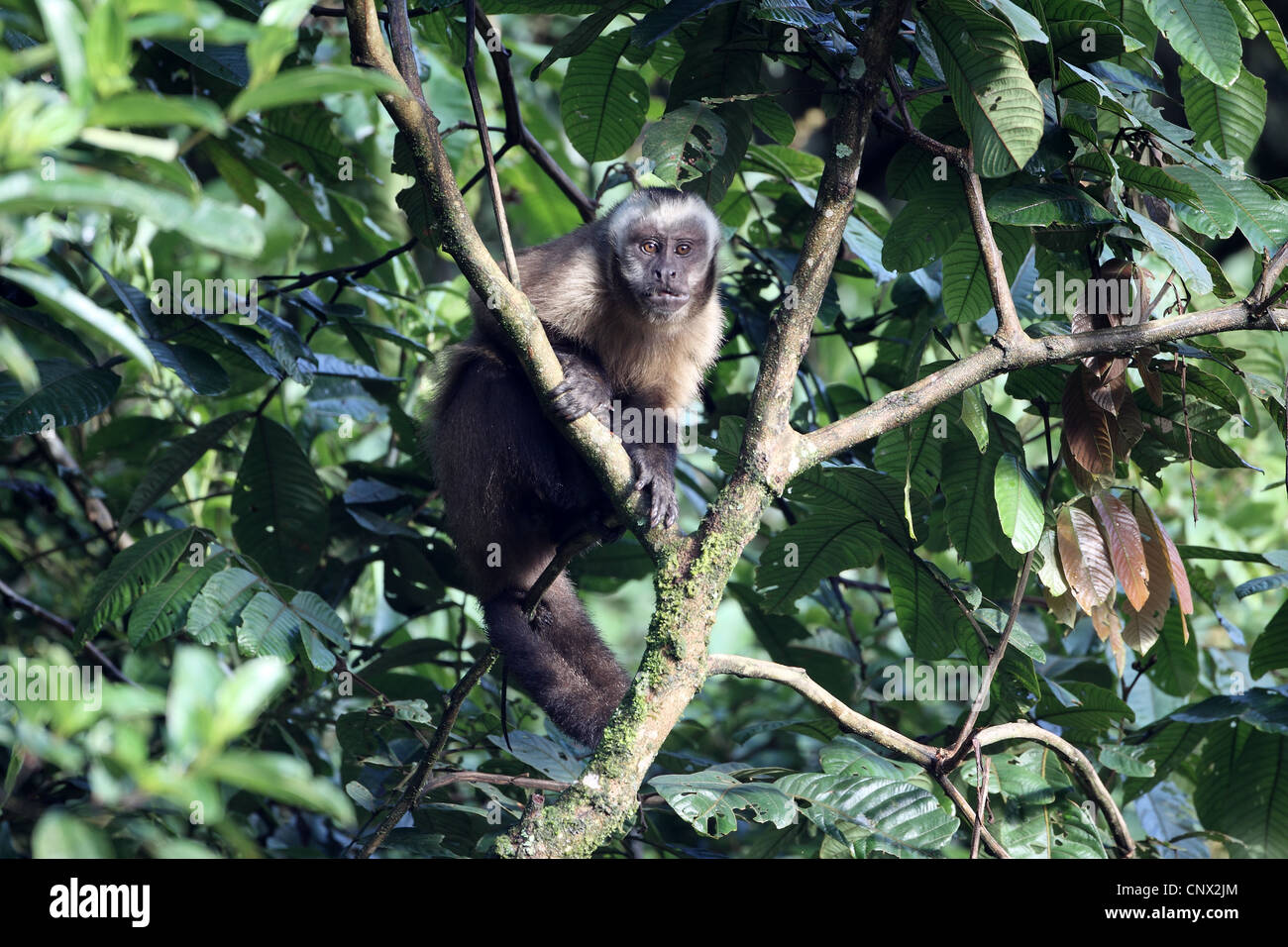 Tufted capuchin monkey hi-res stock photography and images - Alamy