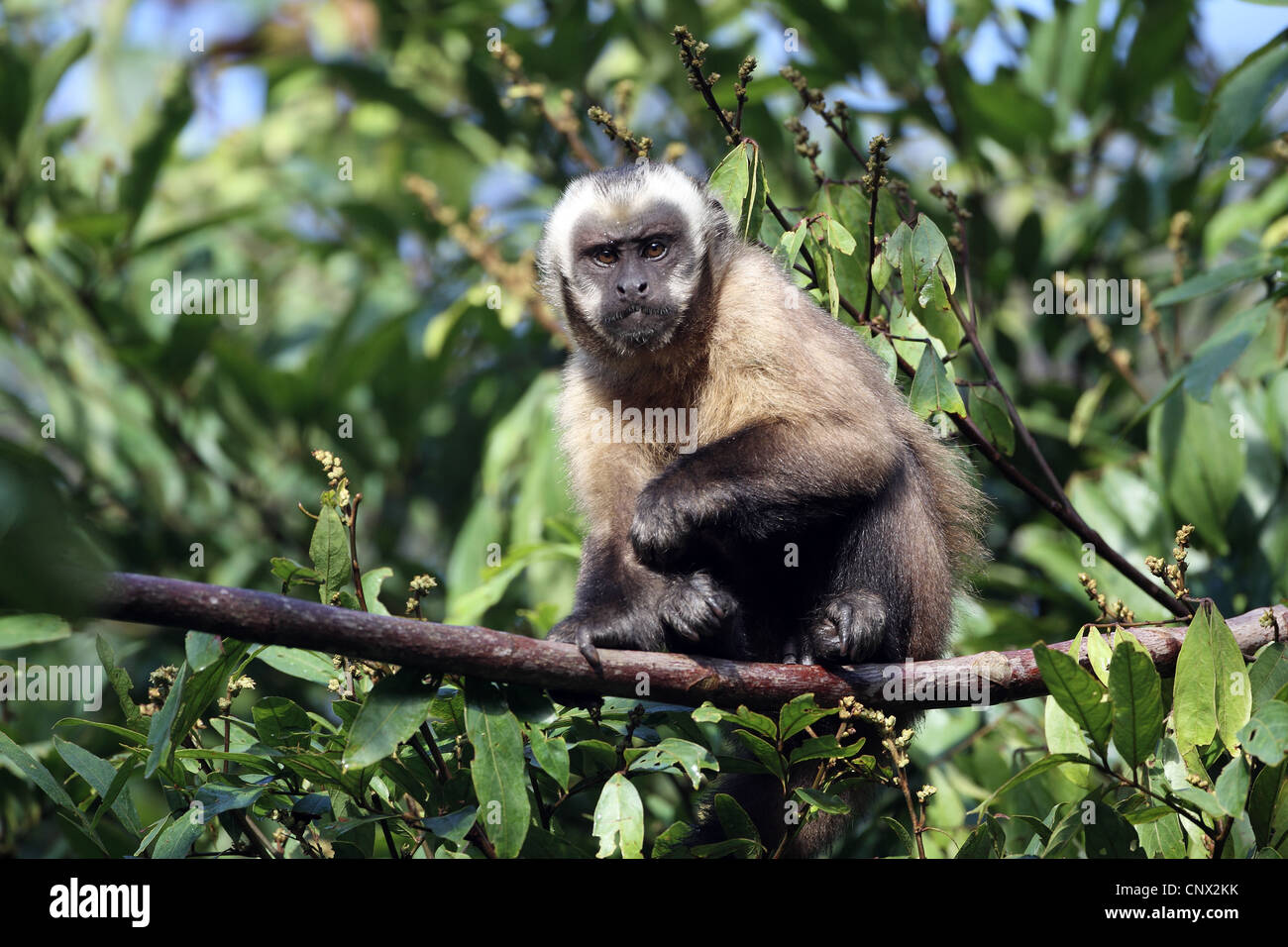 Sapajus apella hi-res stock photography and images - Alamy