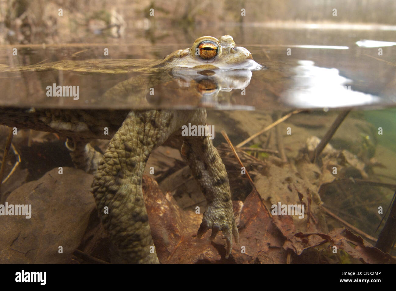 split-level image of an animal sitting in the shallow water of a pond ...