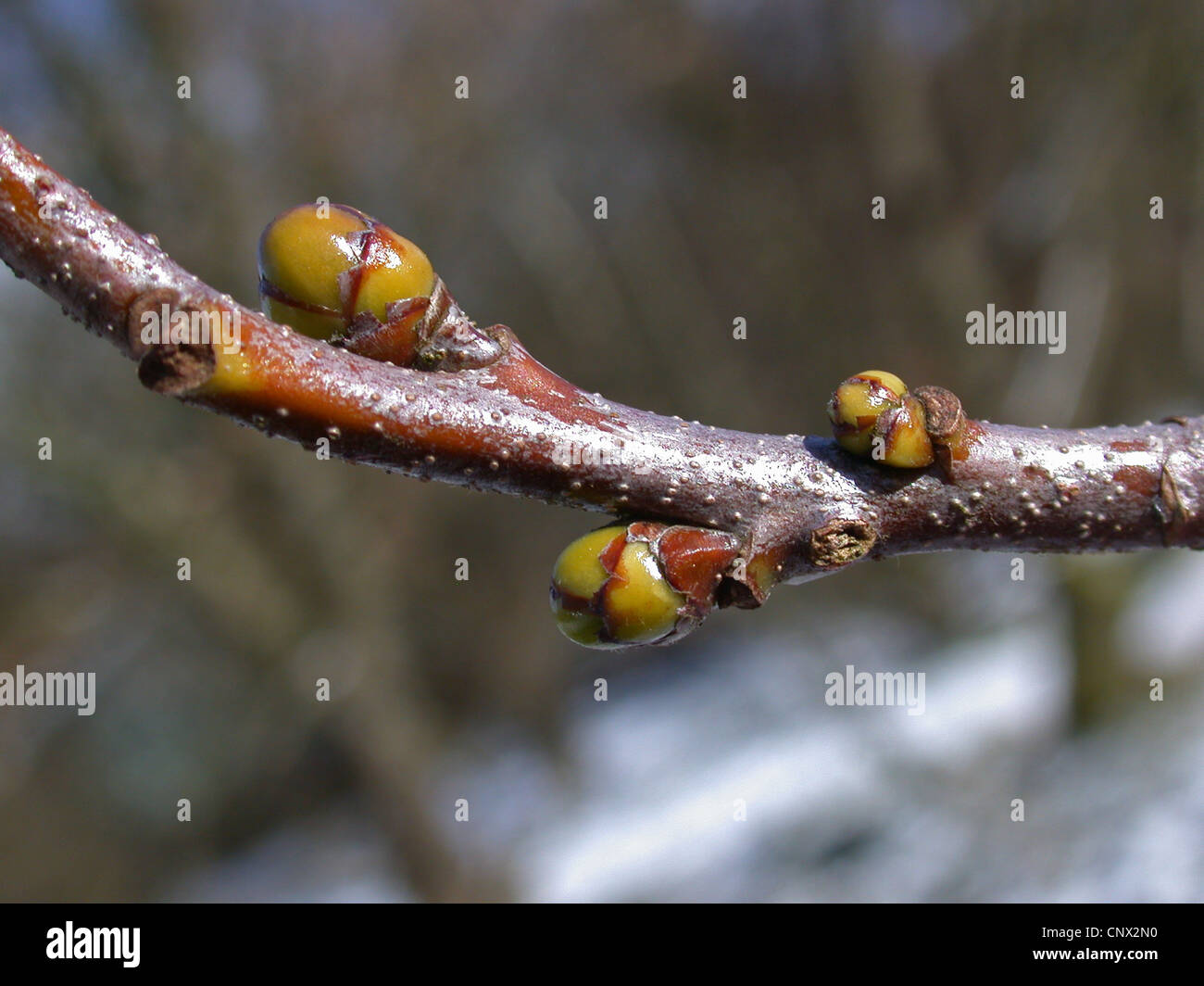 wild service tree (Sorbus torminalis), winter buds, Germany Stock Photo ...