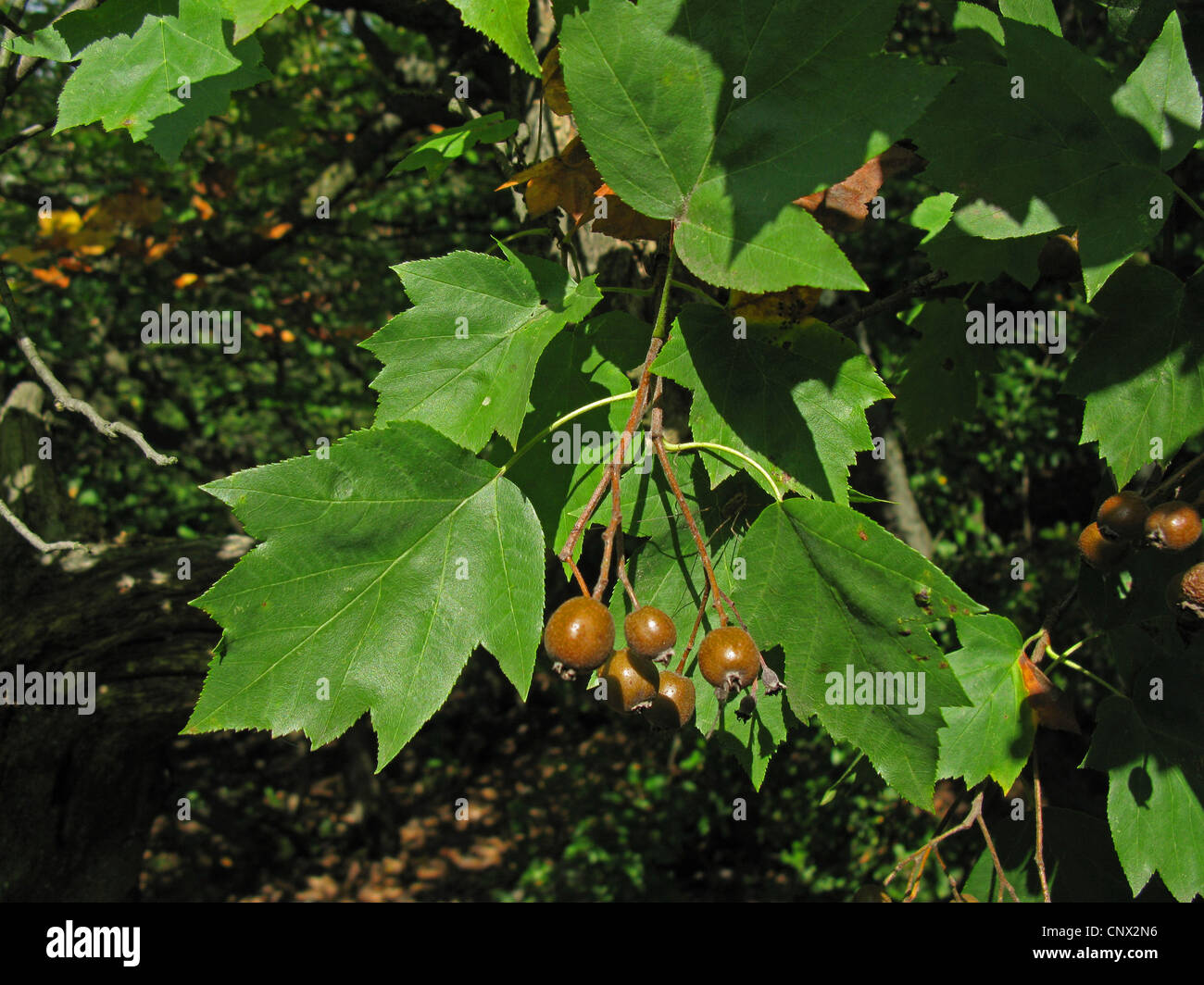 Wild service tree sorbus torminalis hi-res stock photography and images ...