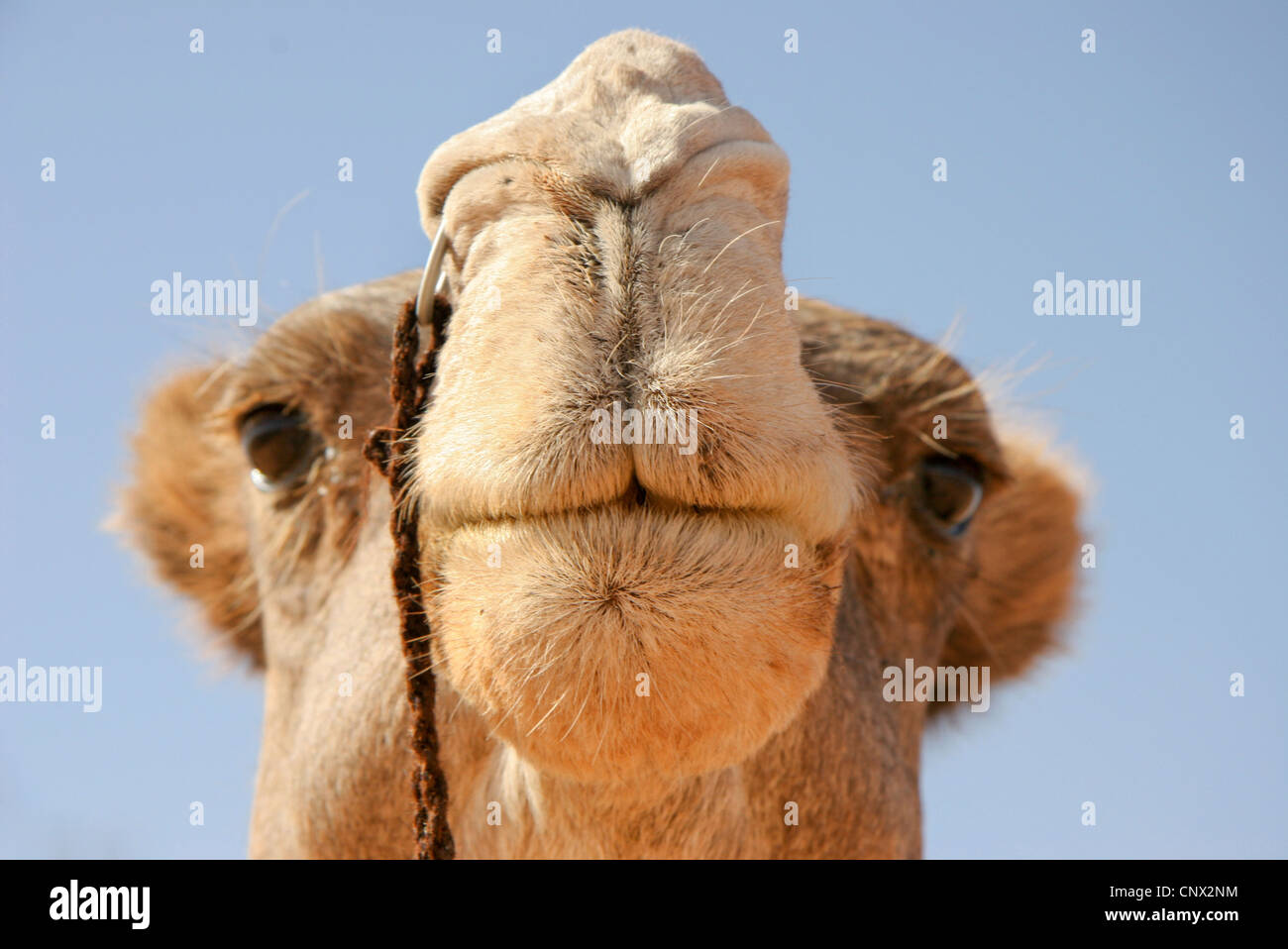 dromedary, one-humped camel (Camelus dromedarius), portrait, Morocco ...