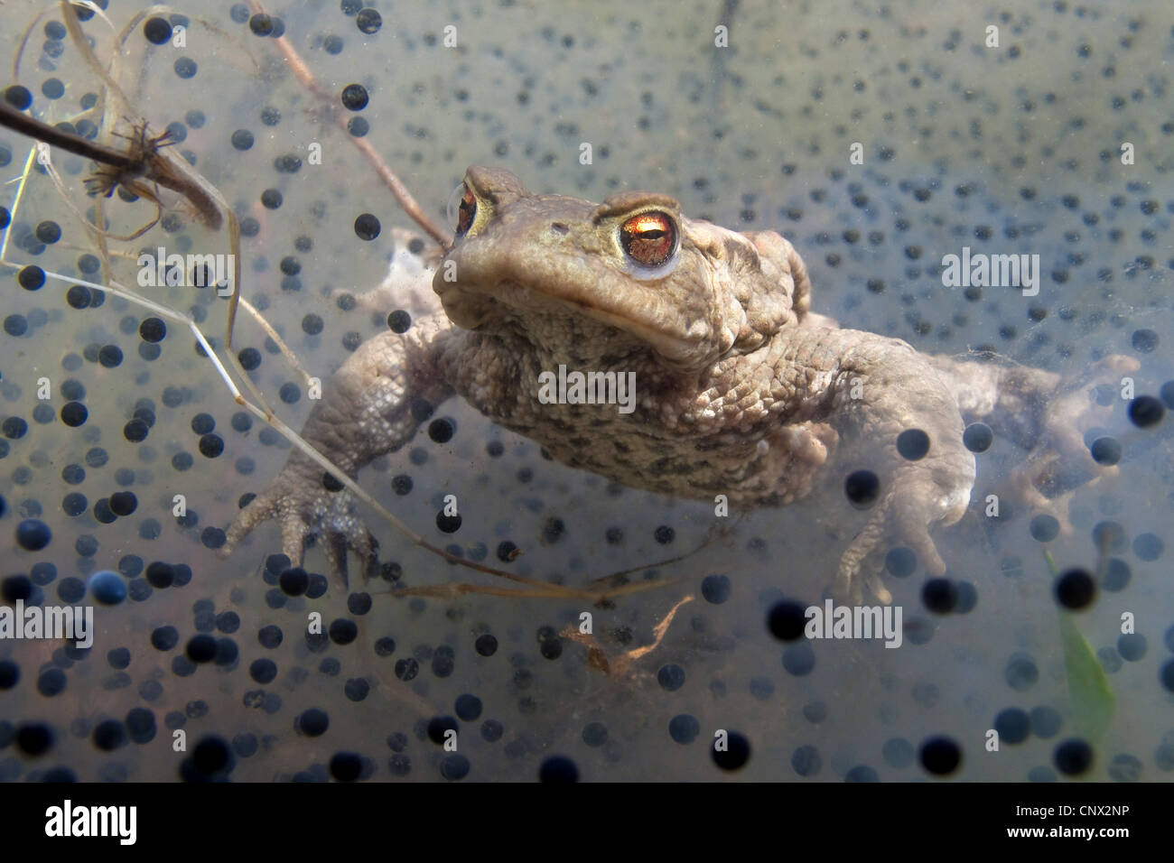 European common toad (Bufo bufo), swimming through the spawn of a grass frog, Germany, Rhineland ...