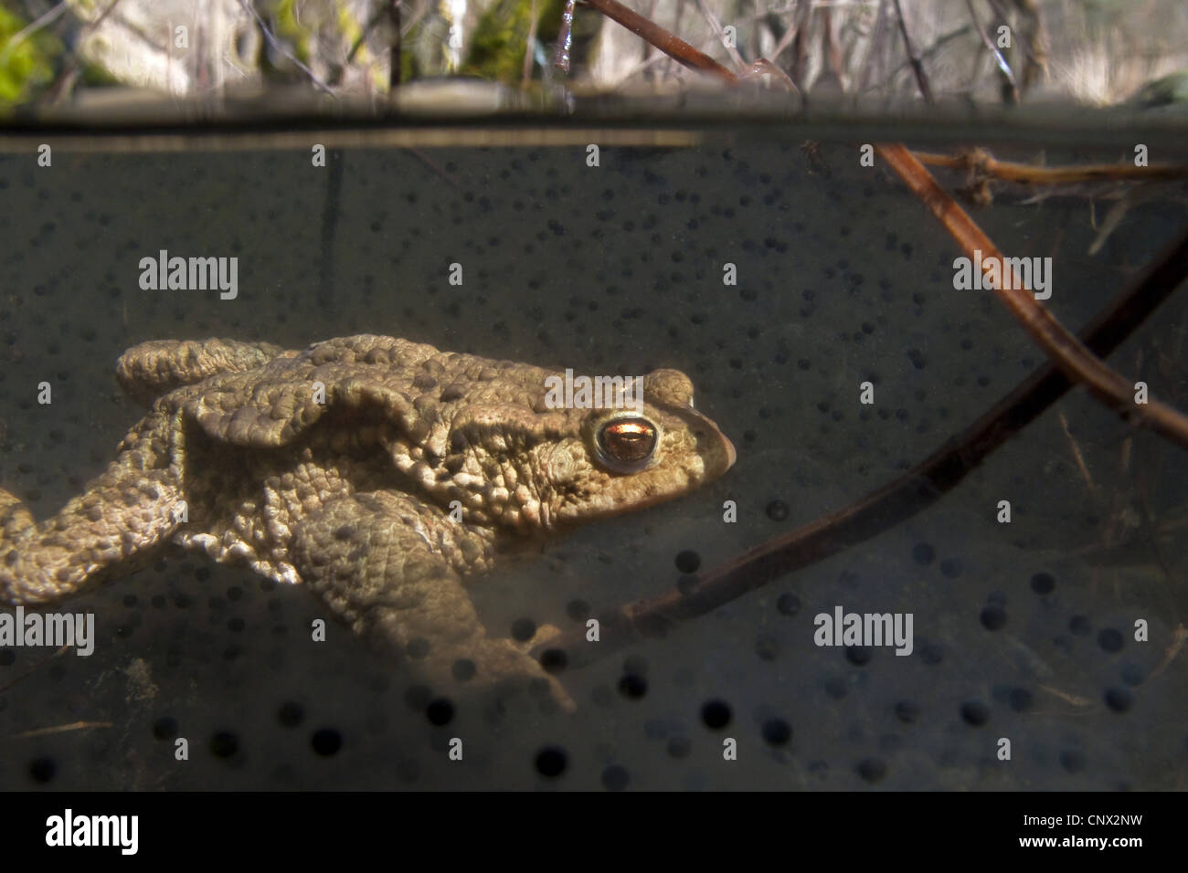 Underwater view of toad spawn hi-res stock photography and images - Alamy