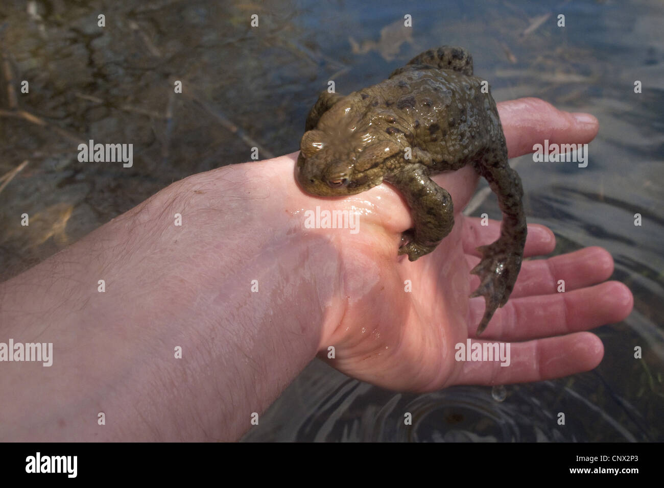 Common toad in the hands hi-res stock photography and images - Alamy
