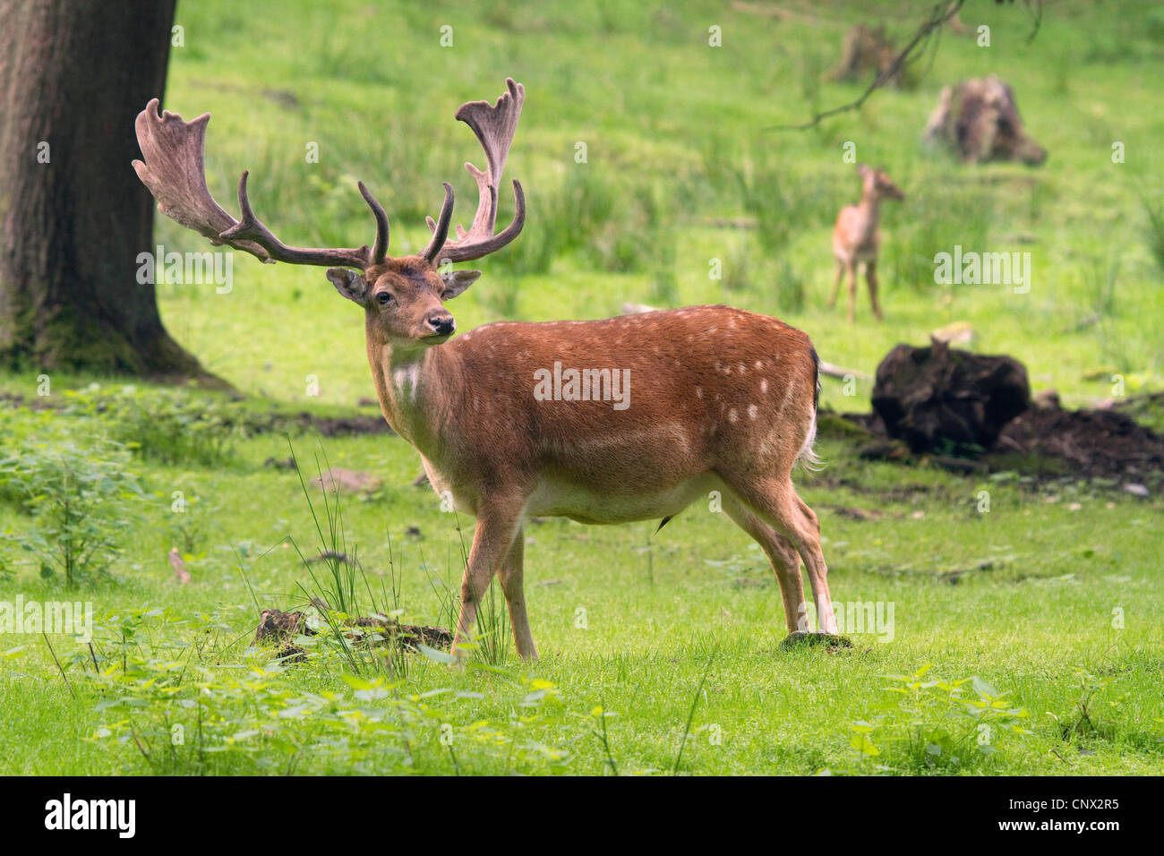 fallow deer (Dama dama, Cervus dama), male with cave, Germany Stock ...
