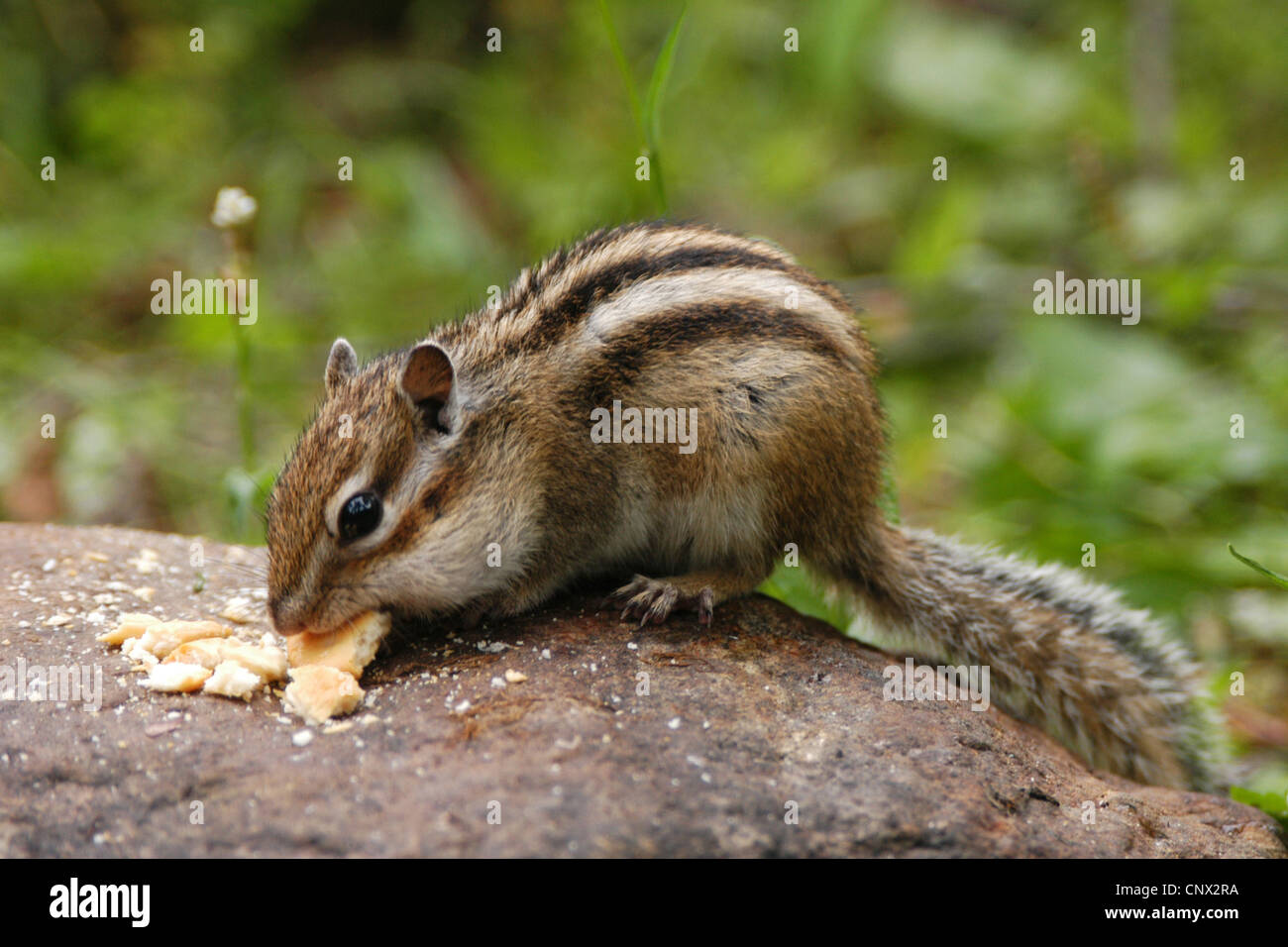 Siberian chipmunk (Eutamias sibiricus) in the Khamar-Daban Mountains ...
