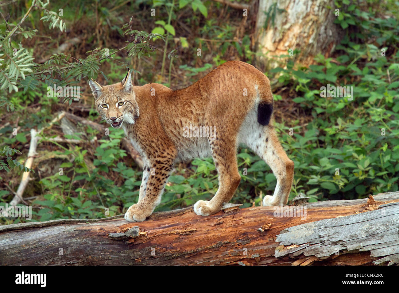 Lynx animal growling hi-res stock photography and images - Alamy