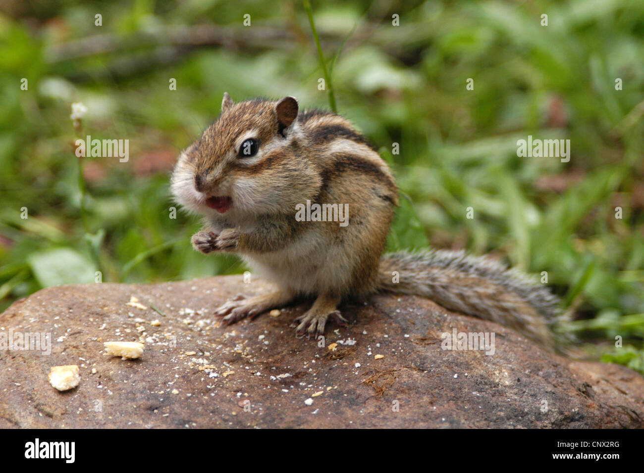 Siberian chipmunk (Eutamias sibiricus) in the Khamar-Daban Mountains ...