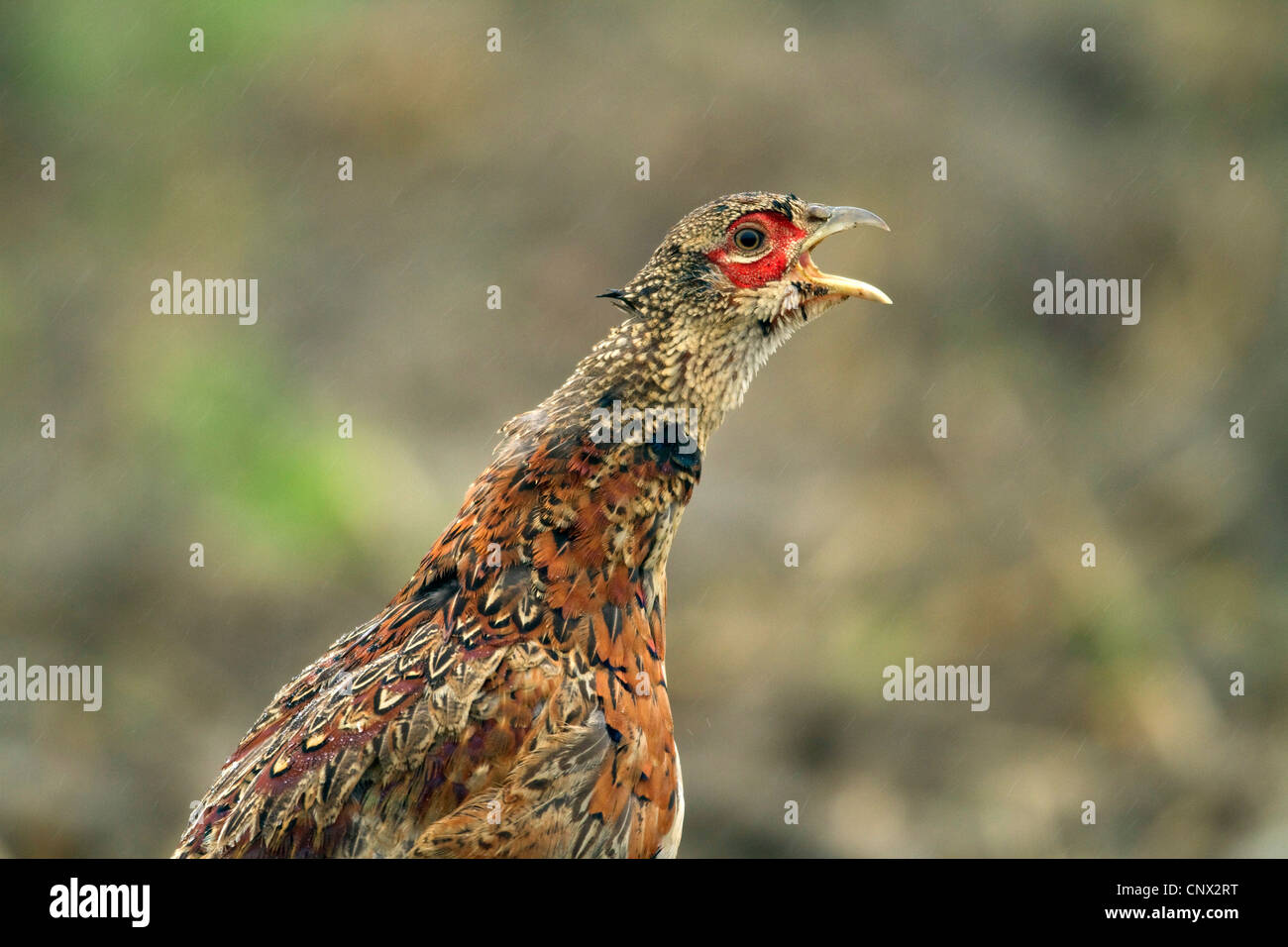 Baby pheasants hi-res stock photography and images - Alamy