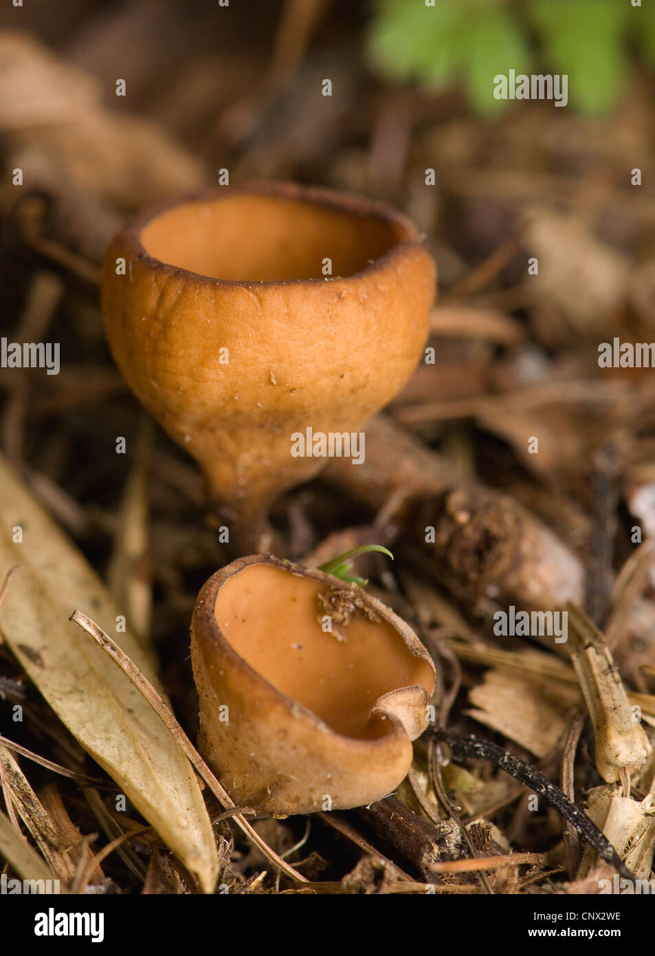 Spring mushroom hi-res stock photography and images - Alamy