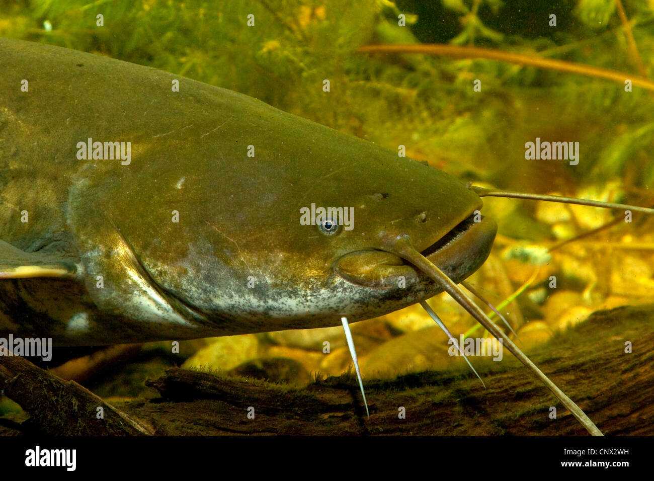Wels catfish europe hi-res stock photography and images - Alamy
