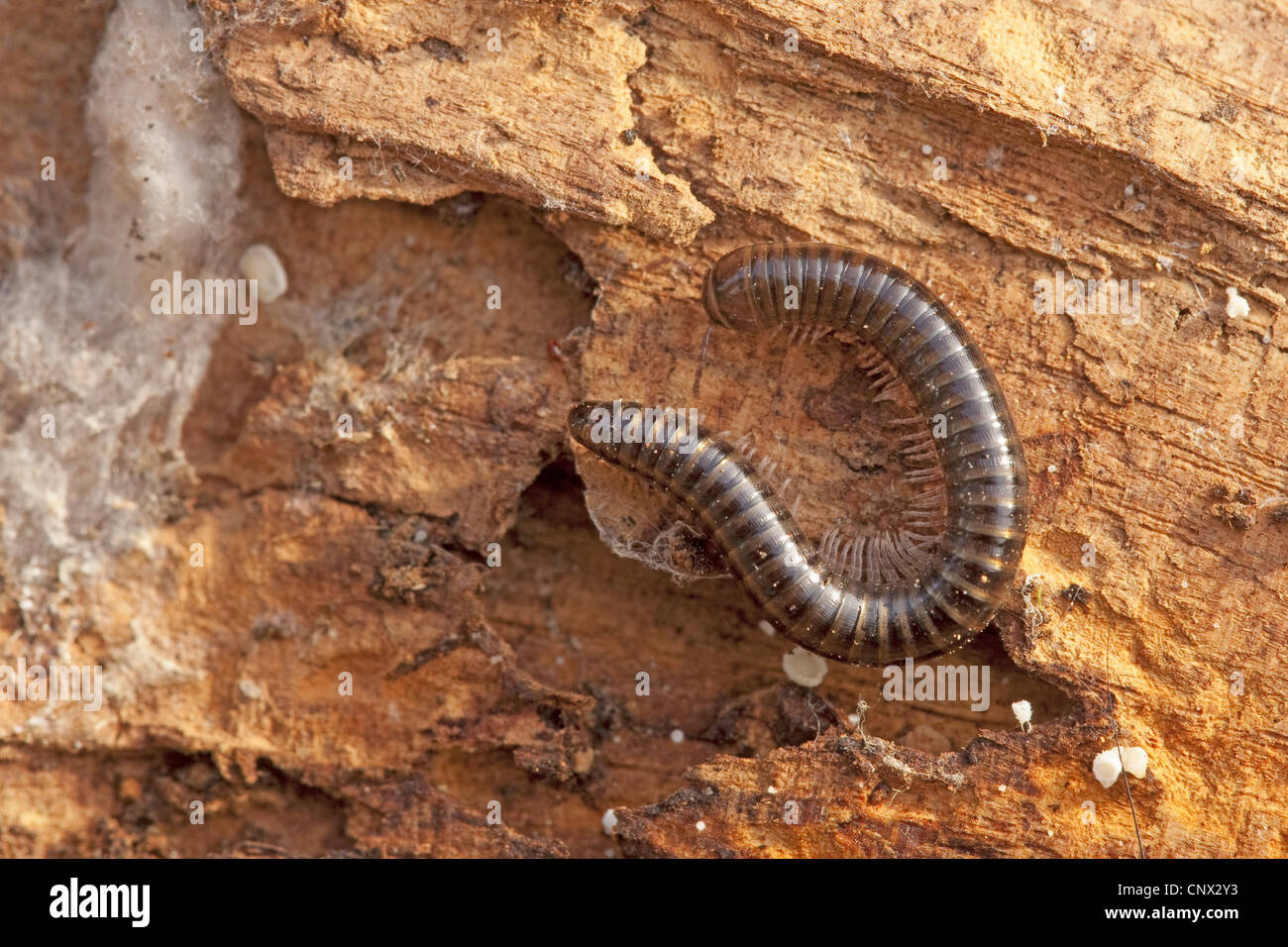 Dead millipede hi-res stock photography and images - Alamy