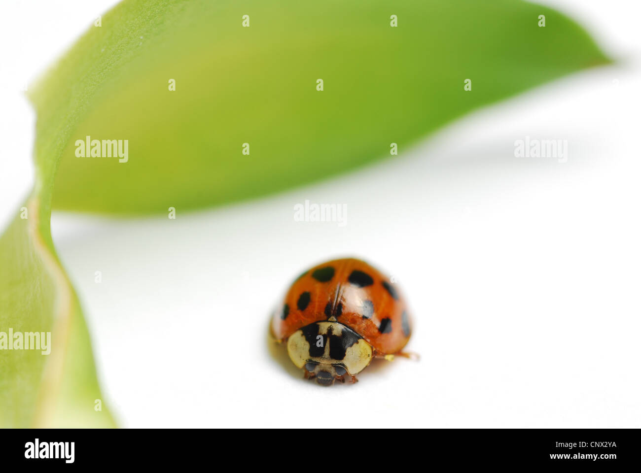 Ladybug insect hi-res stock photography and images - Alamy