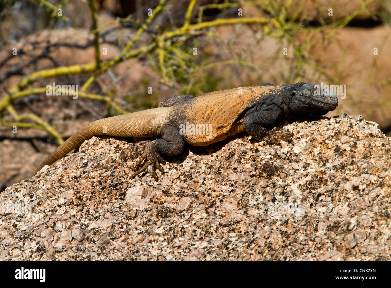 chuckwallas (Sauromalus spec.), large male taking a sunbath on a rock ...