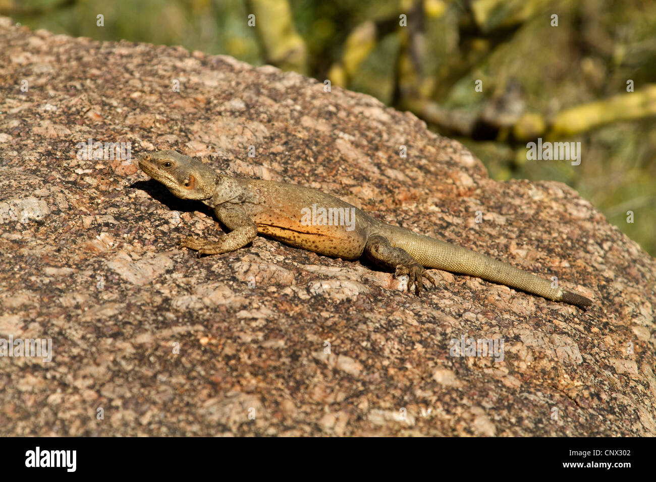 chuckwallas (Sauromalus spec.), female taking a sunbath on a rock, USA ...