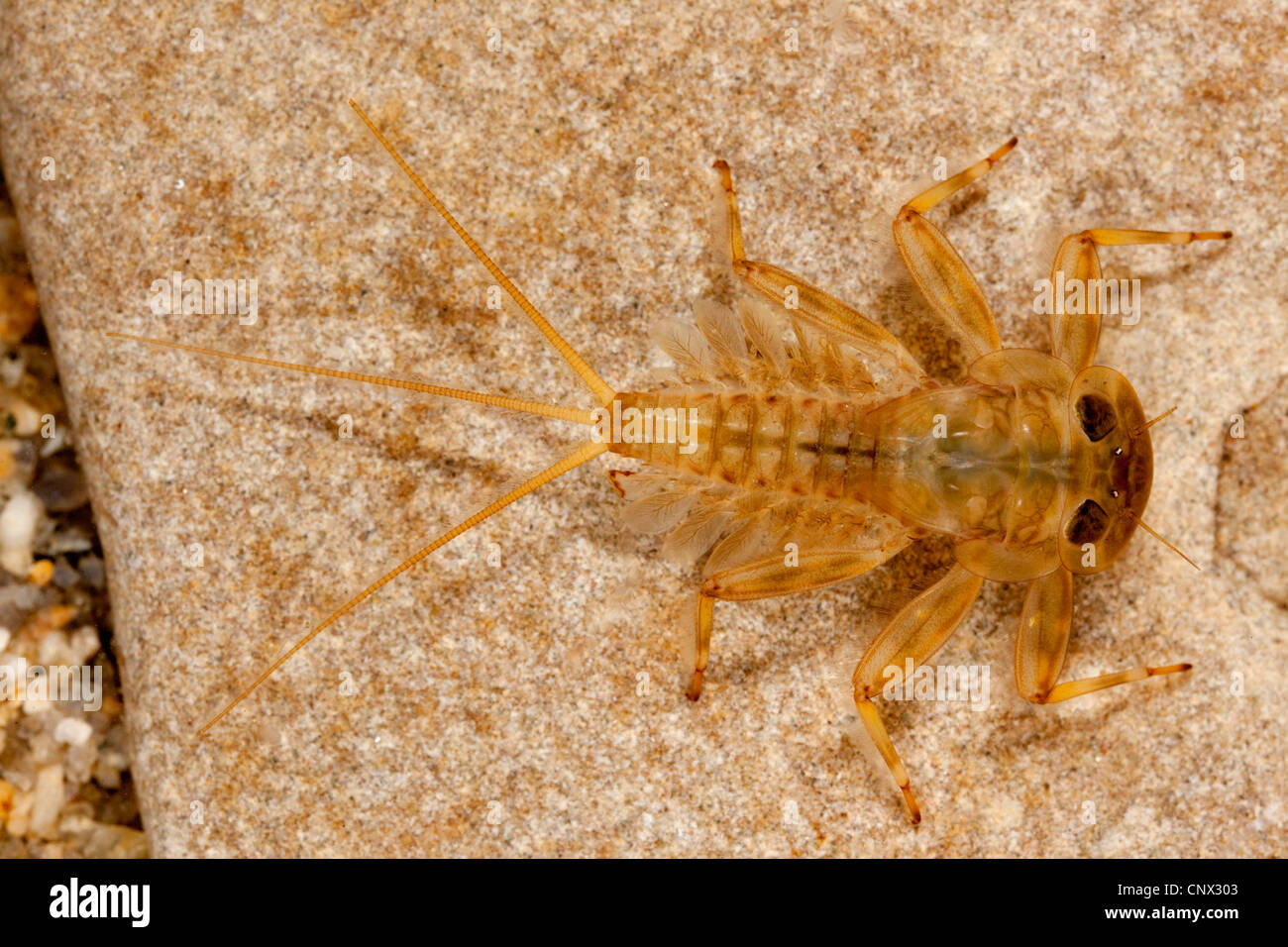 Mayfly larvae hi-res stock photography and images - Alamy
