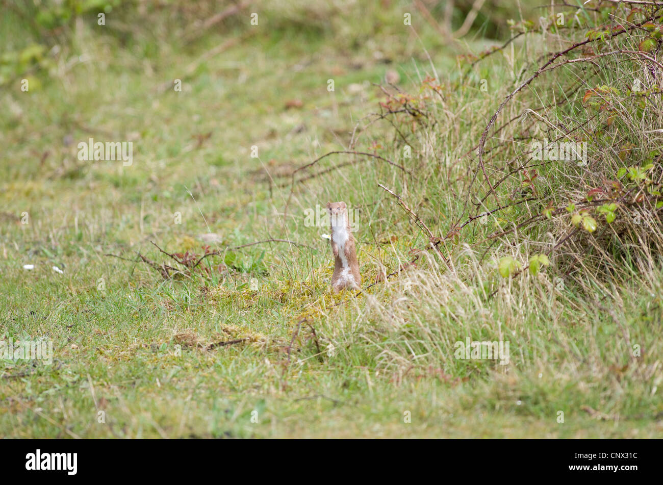 Short tailed stoat hi-res stock photography and images - Alamy