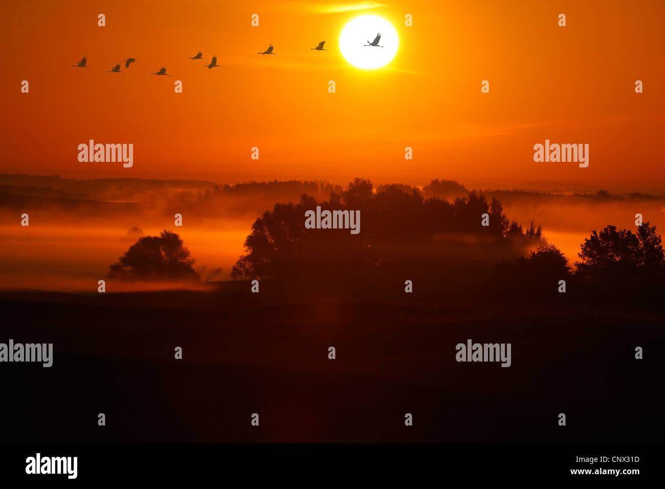 common crane (Grus grus), crane migration in morning mist, Poland ...