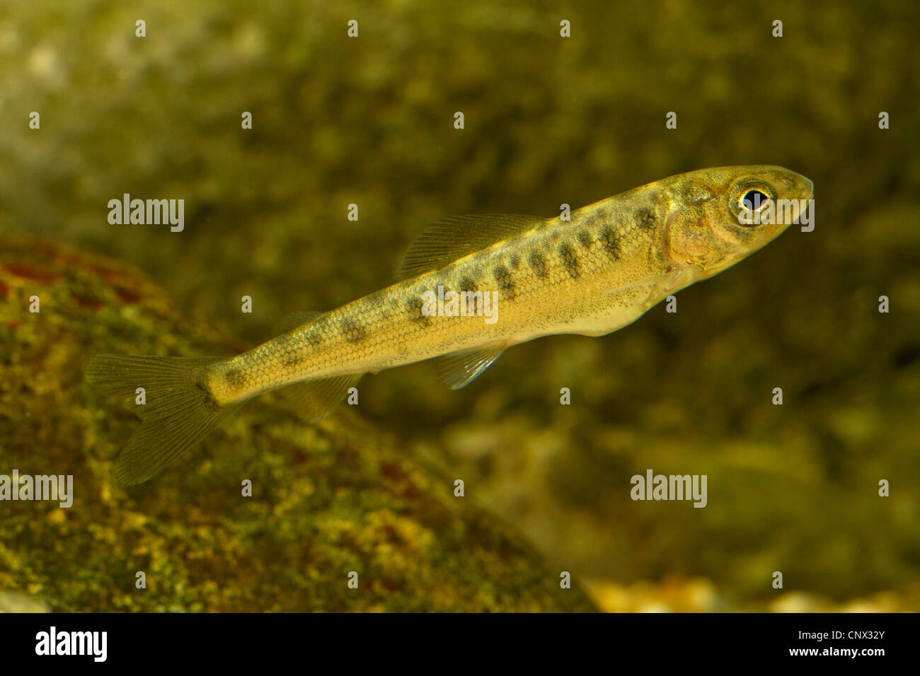 Thymallus thymallus hi-res stock photography and images - Alamy