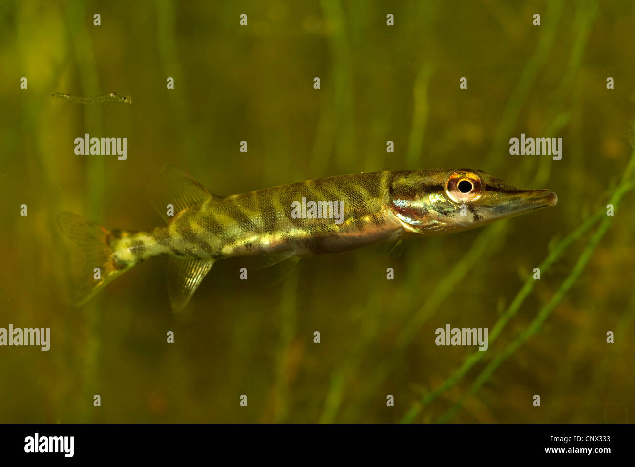 pike, northern pike (Esox lucius), juvenile with larva of Chaoboridae ...