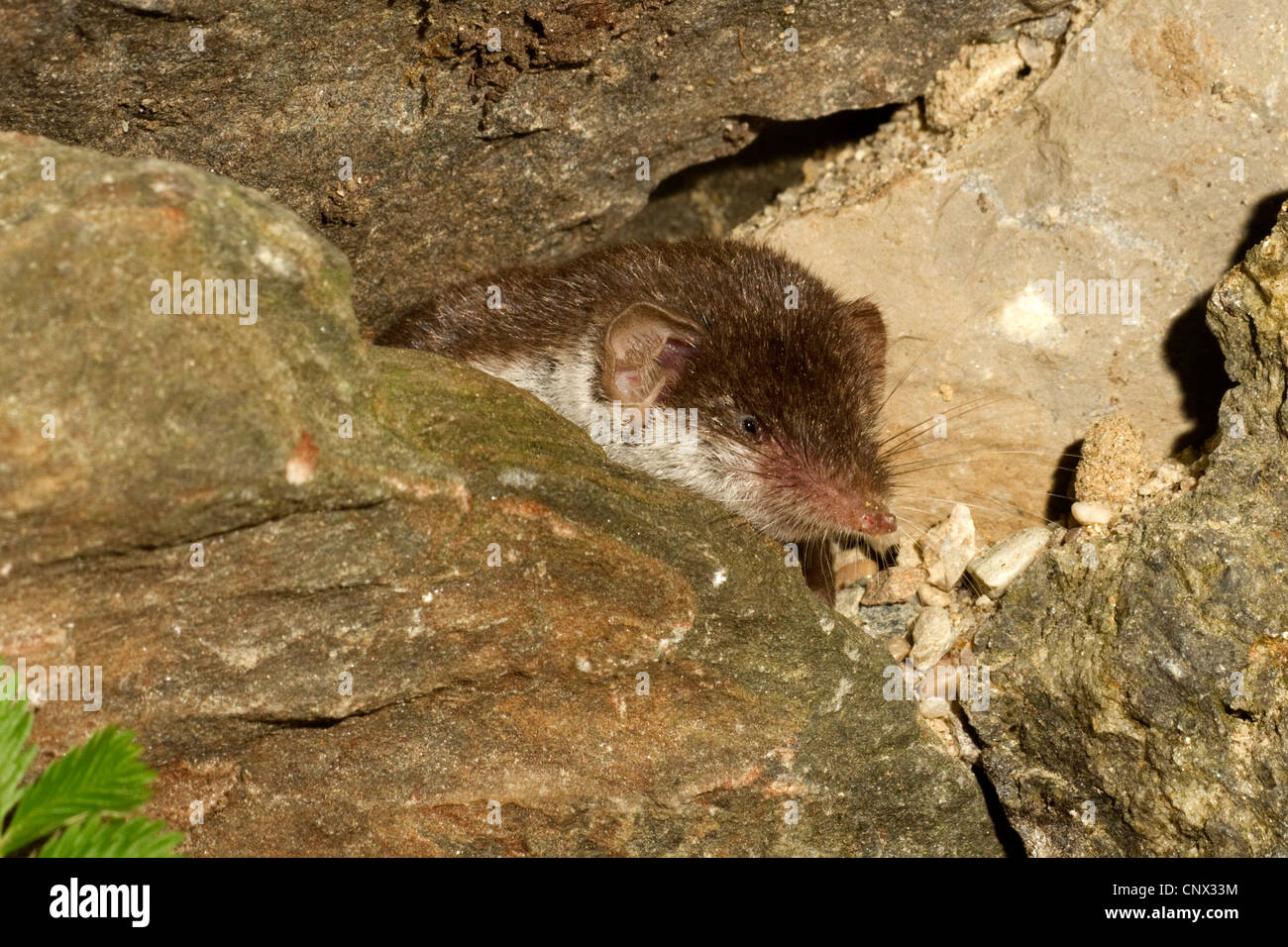 bicoloured white-toothed shrew (Crocidura leucodon), peering out of a ...