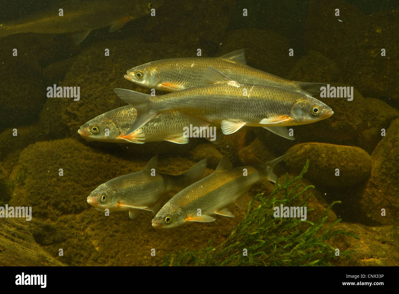 Danubian bleak, Danube bleak, shemaya (Chalcalburnus chalcoides ...