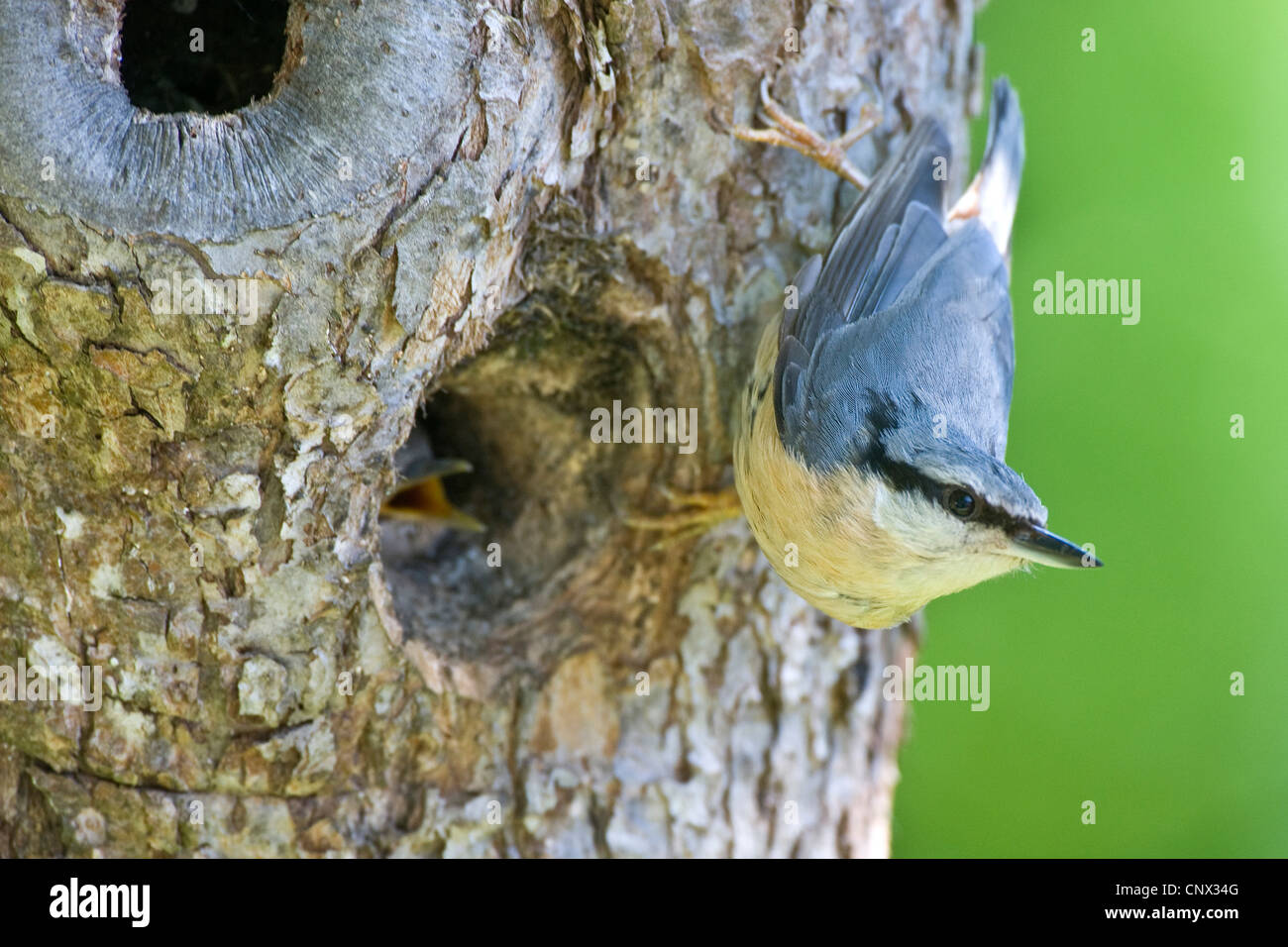 Eurasian nuthatch (Sitta europaea), at the breeding cave, Germany ...