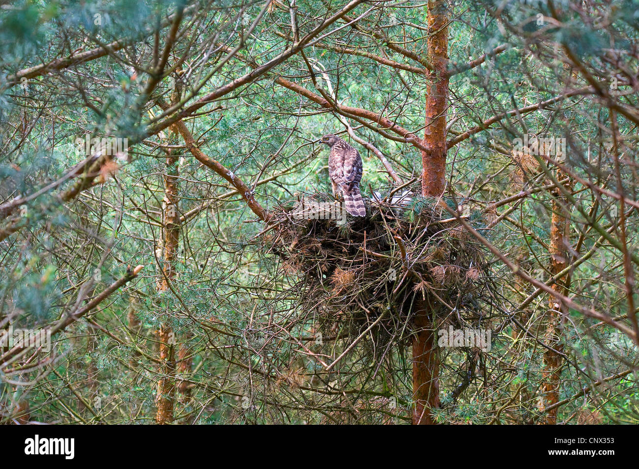 Northern Goshawk Nest