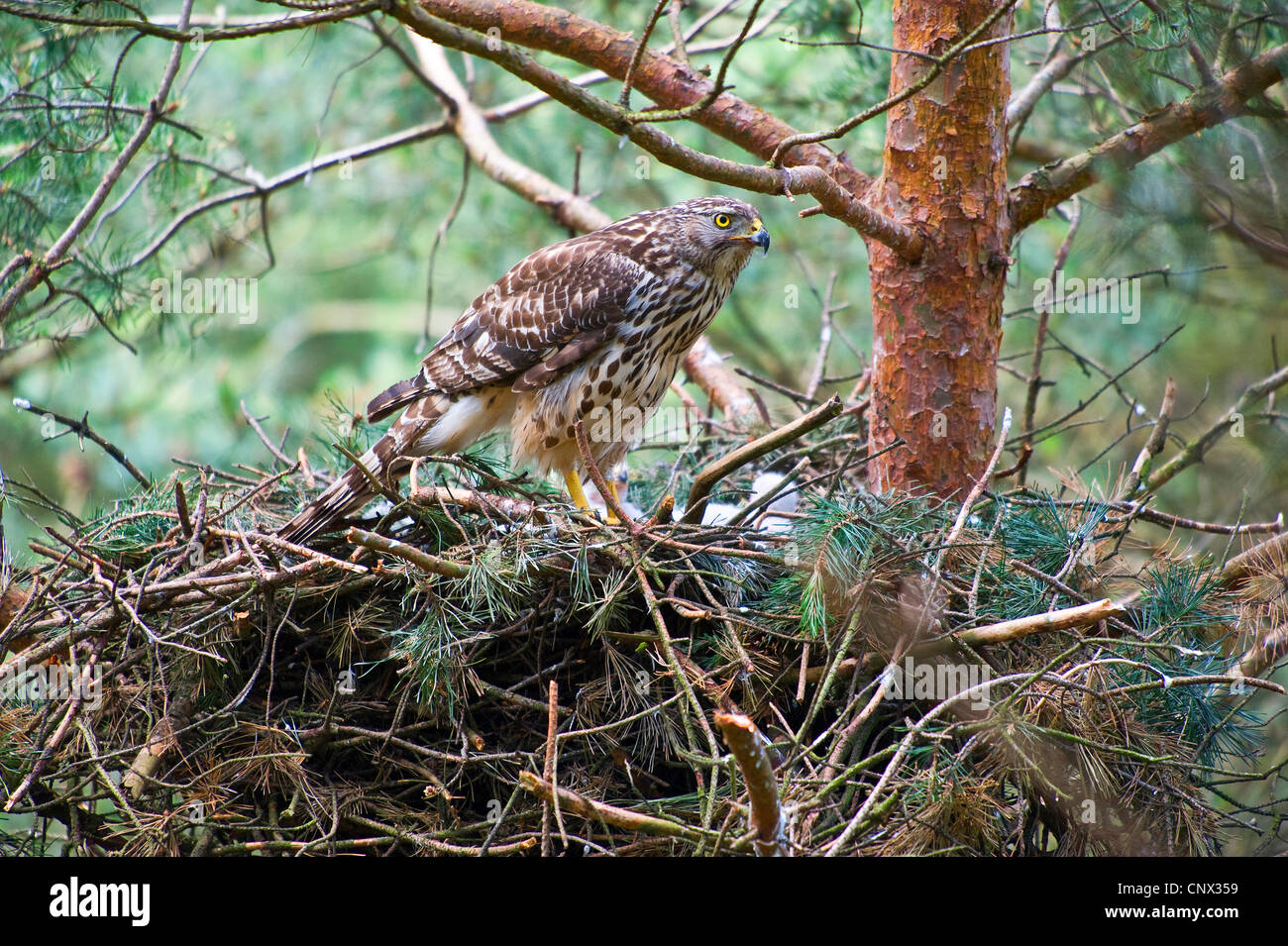 northern goshawk (Accipiter gentilis), female with chick in the nest ...