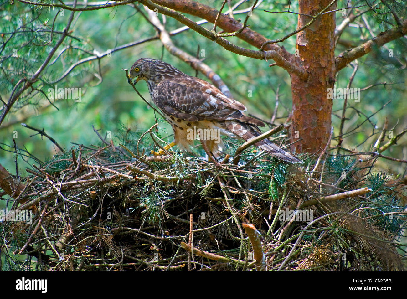 northern goshawk (Accipiter gentilis), female getting a pine twig to ...