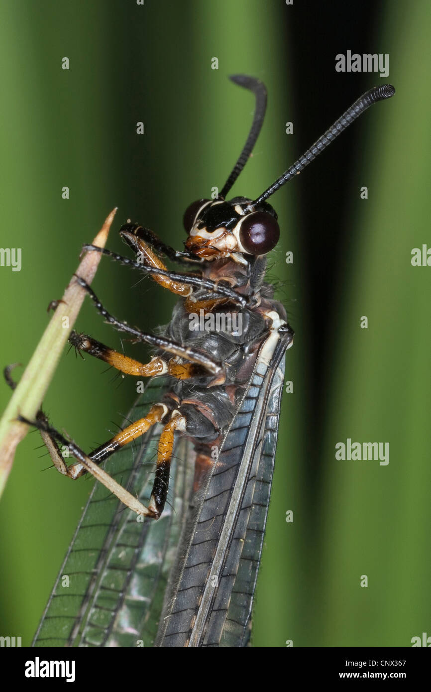 ant lion (Myrmeleon formicarius), sitting at a grass blade, Germany ...