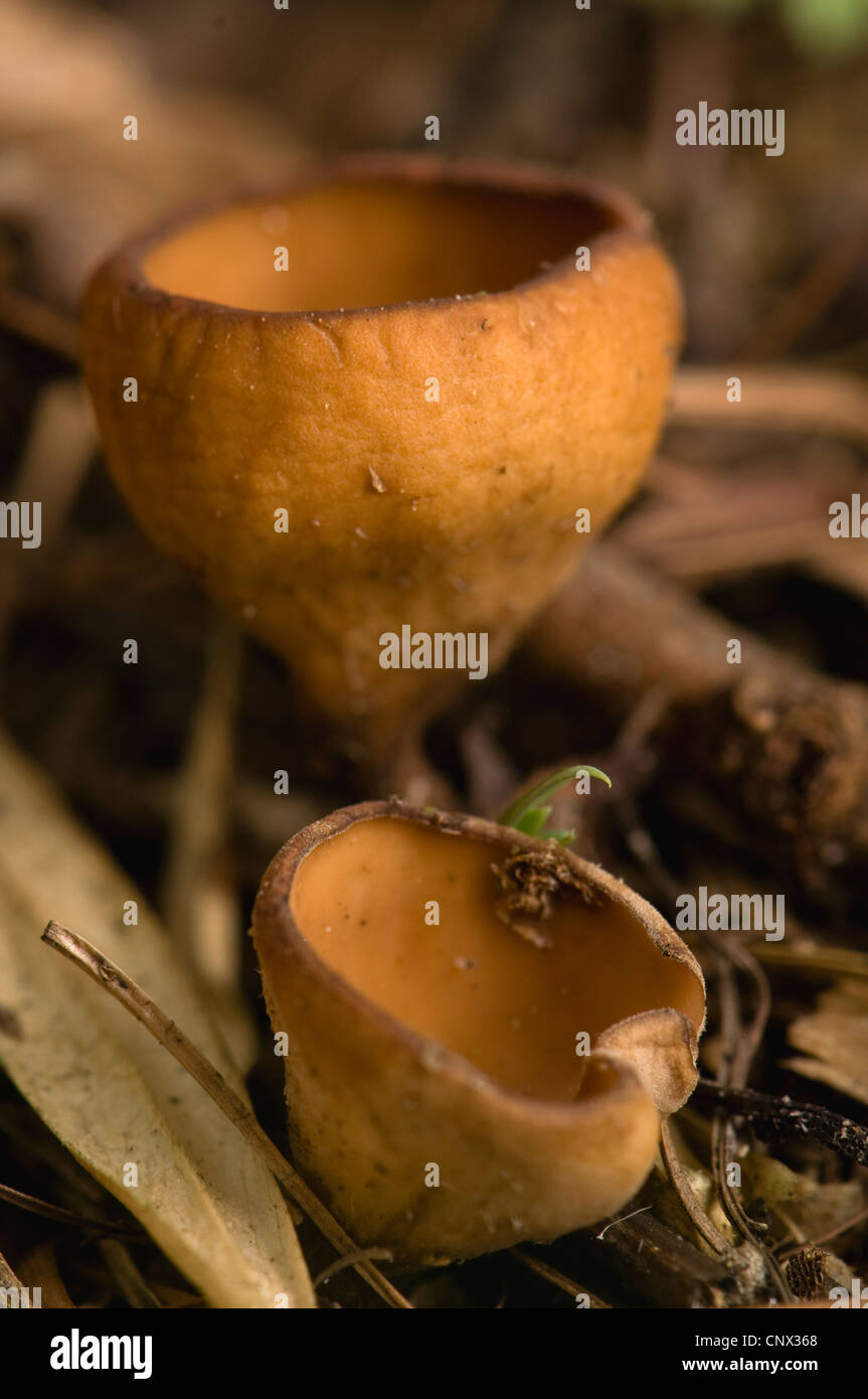 Spring mushroom hi-res stock photography and images - Alamy