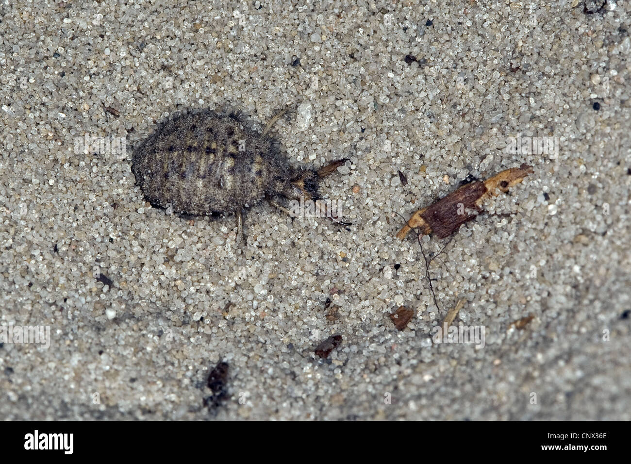 antlions (Myrmeleonidae), larva sitting in sand, Germany Stock Photo ...