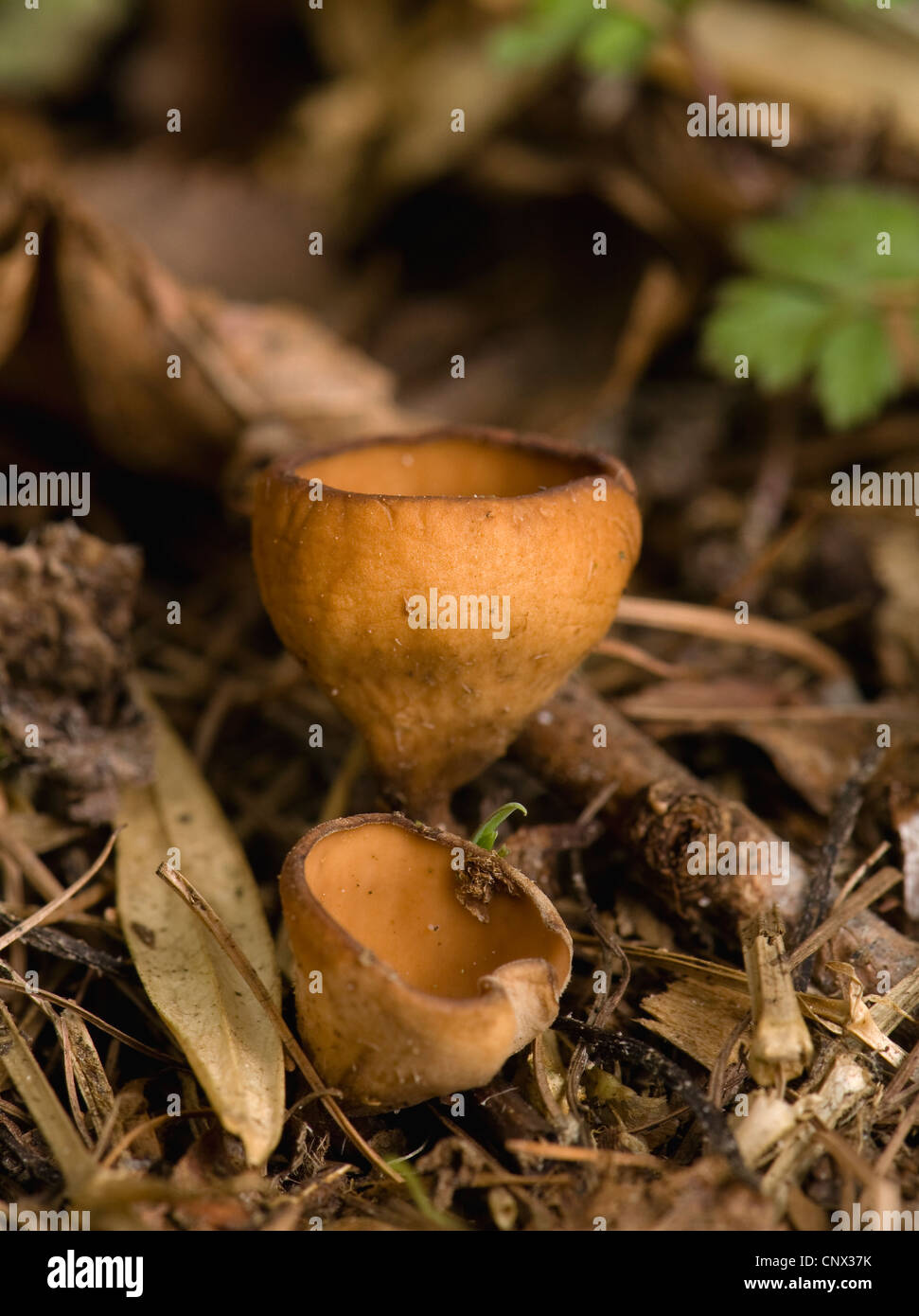 Spring mushroom hi-res stock photography and images - Alamy