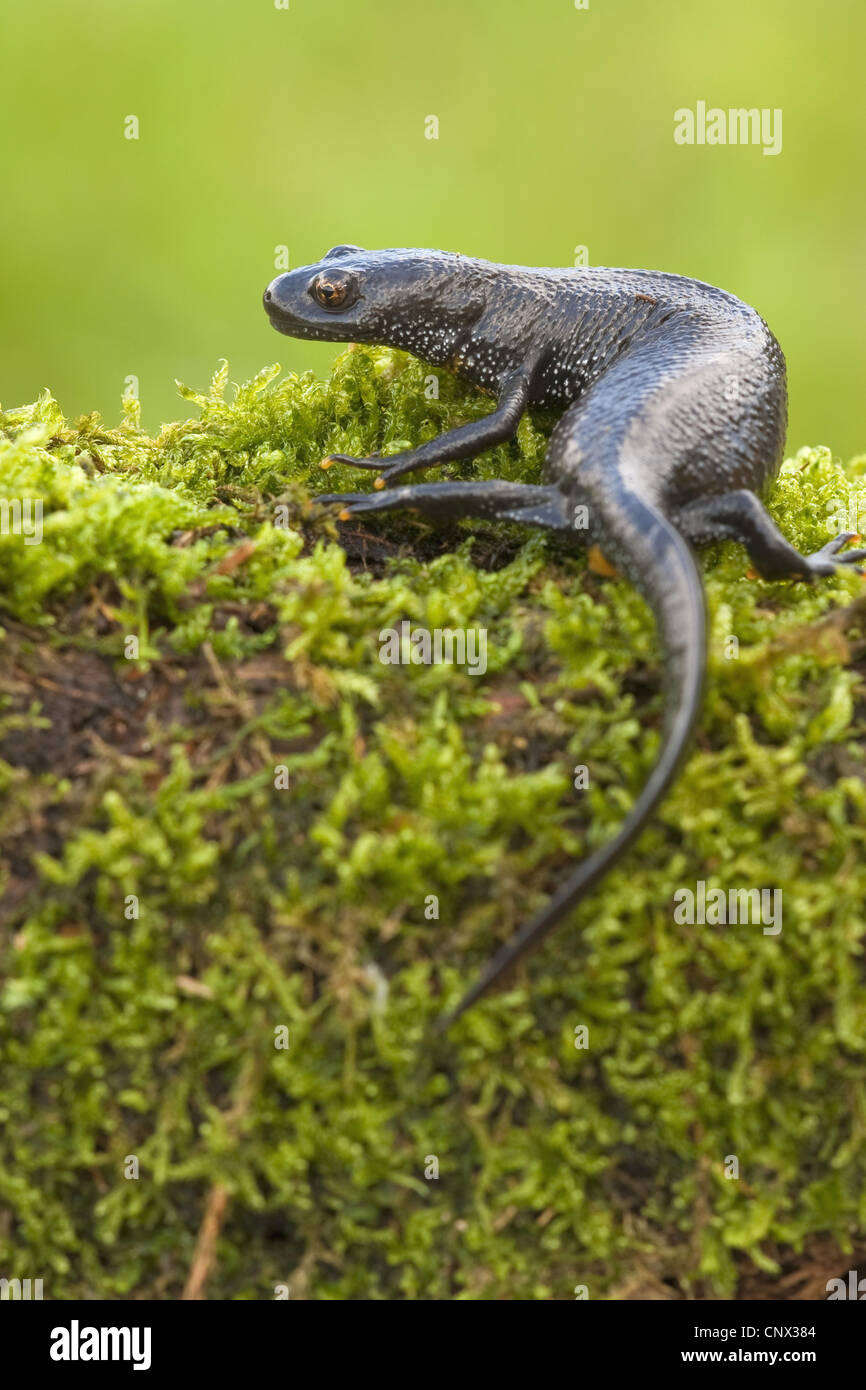warty newt, crested newt, European crested newt (Triturus cristatus ...