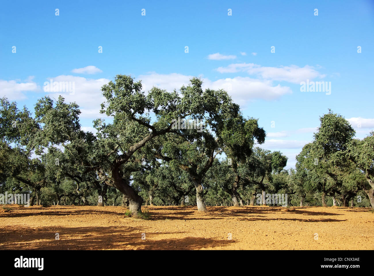oak forest at mediterranean region Stock Photo - Alamy