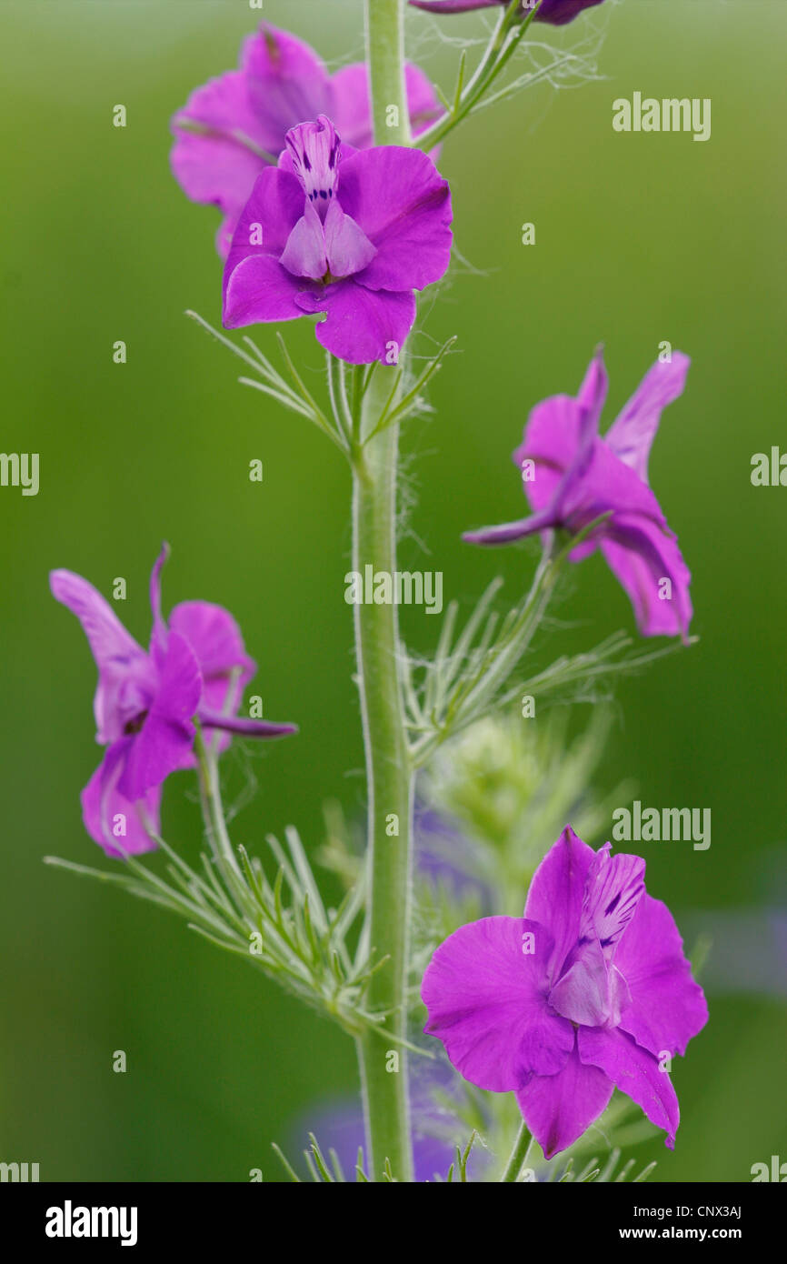 Consolida Perennials High Resolution Stock Photography and Images - Alamy