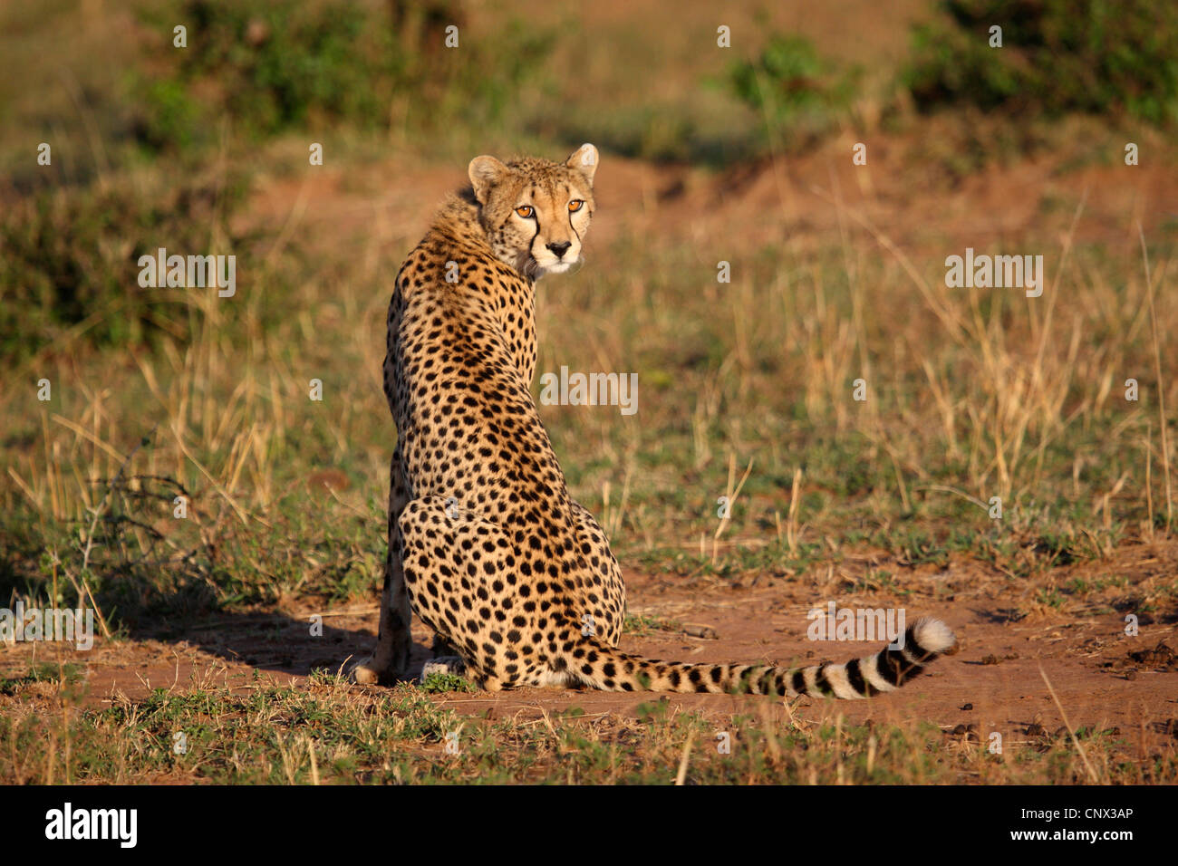 cheetah (Acinonyx jubatus), female sitting in the savannah, turning the ...