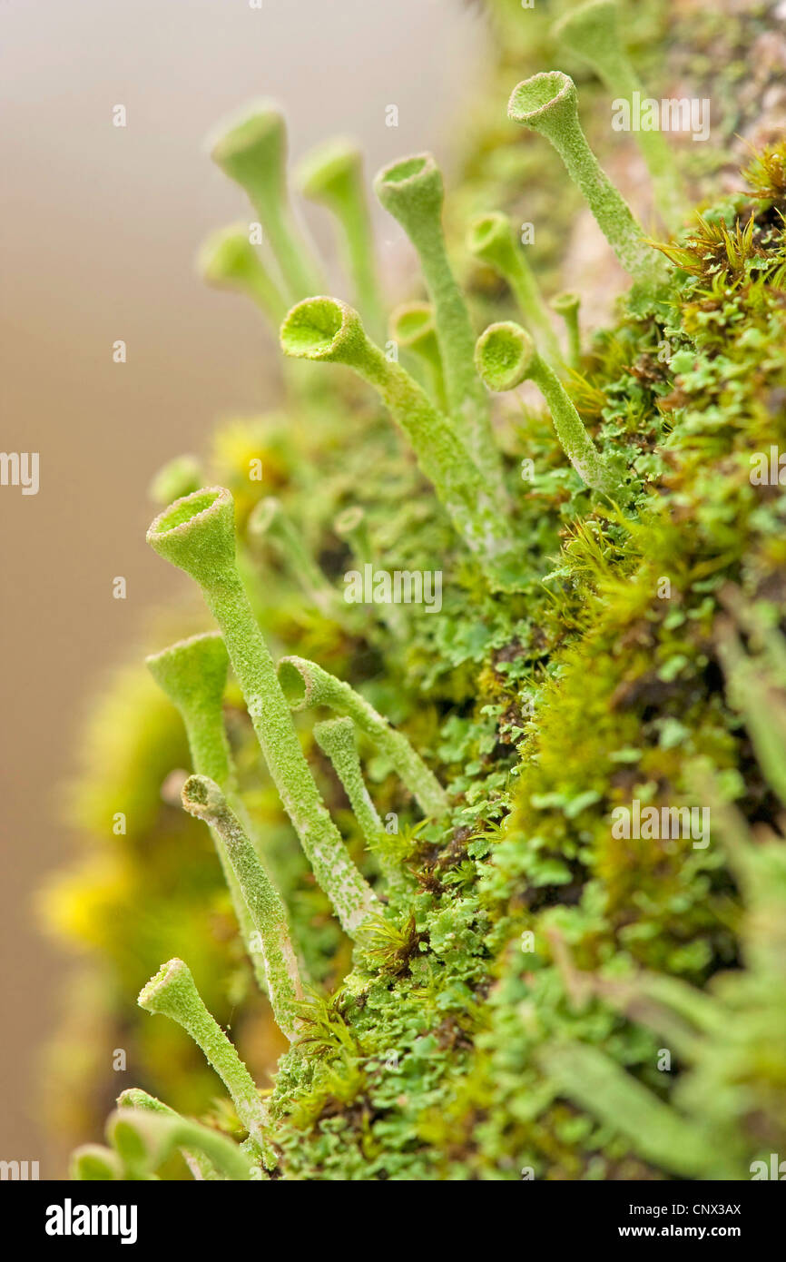 Pyxidata hi-res stock photography and images - Alamy