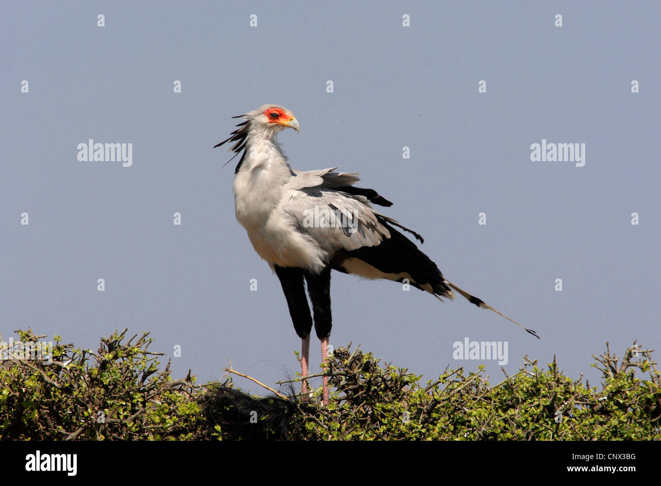 secretary bird, Sagittarius serpentarius (Sagittarius serpentarius ...