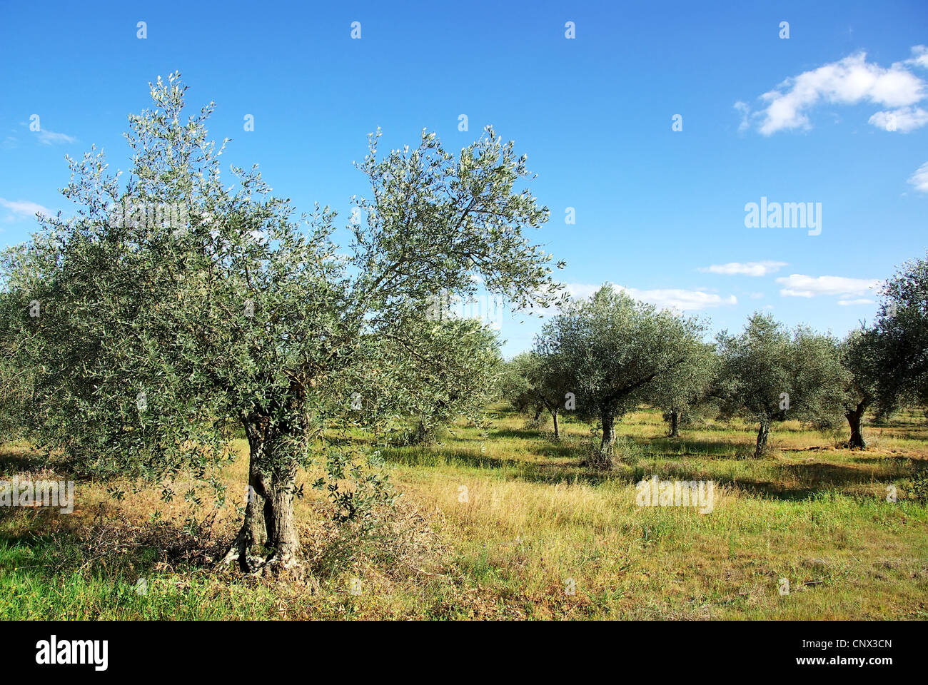 Mediterranean farm hi-res stock photography and images - Alamy