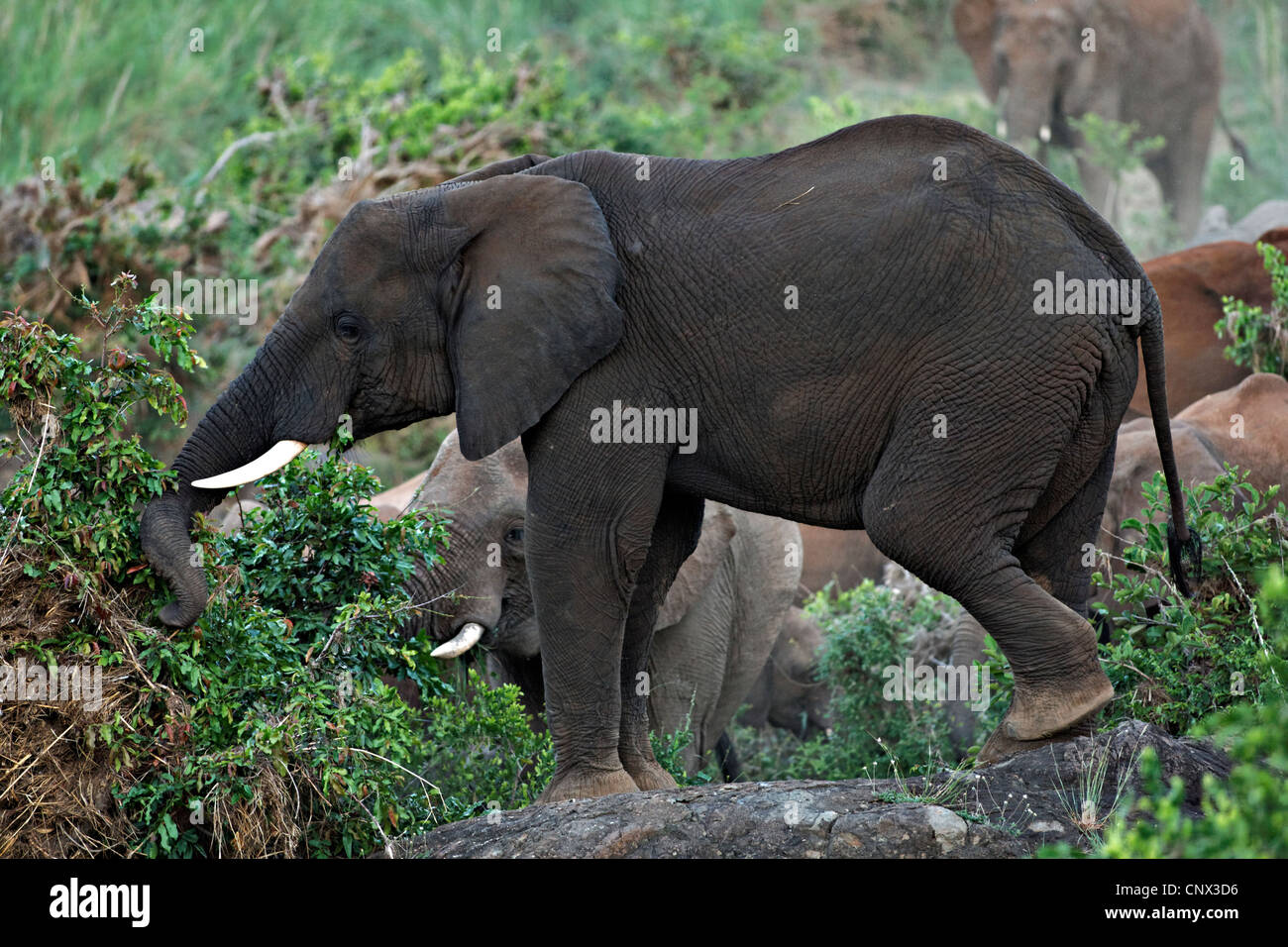 Vertebrate vertebrates wild wildlife world hi-res stock photography and ...