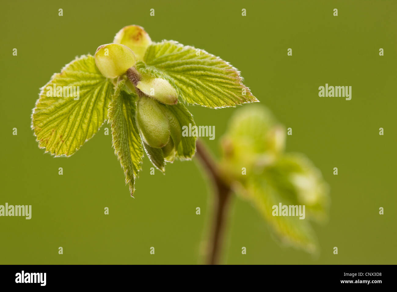Hazel shoots hi-res stock photography and images - Alamy