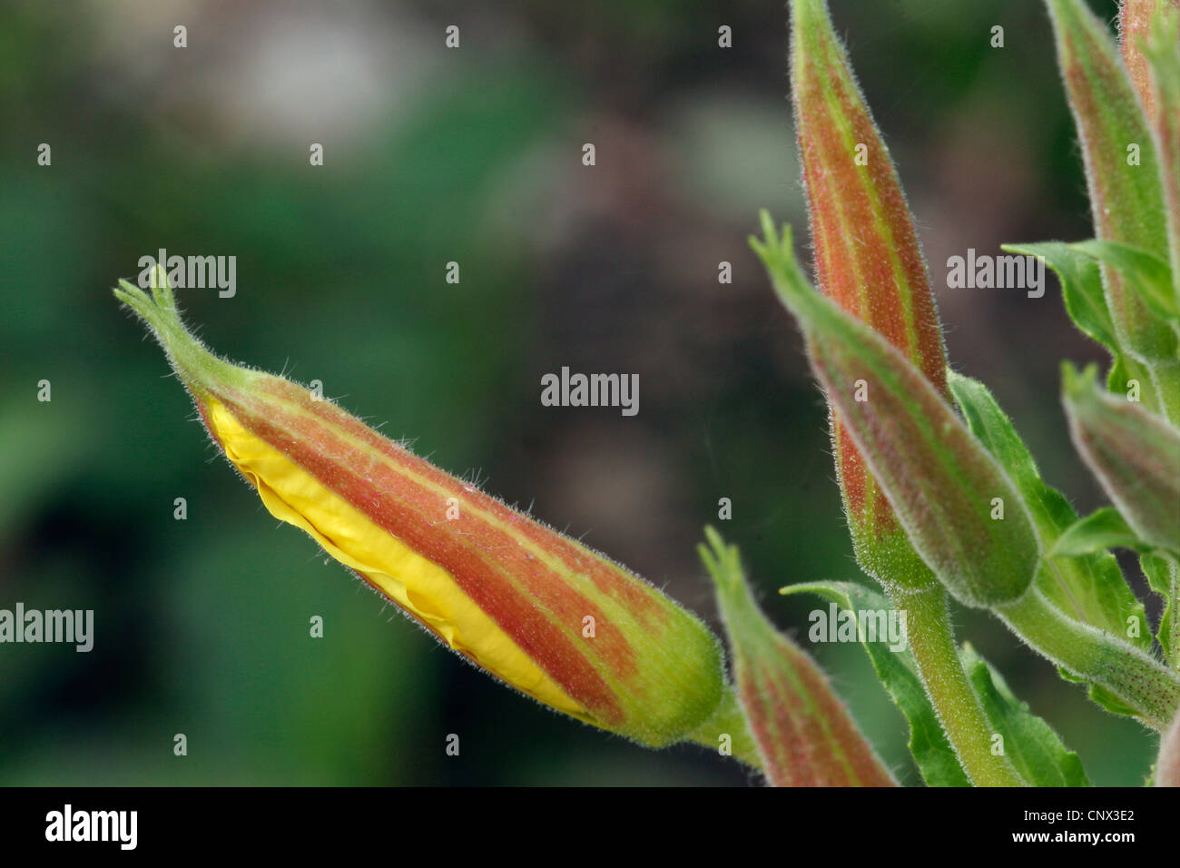 Large-Flowered Evening, Red-Sepaled Evening-Primrose, Large-Leaved ...
