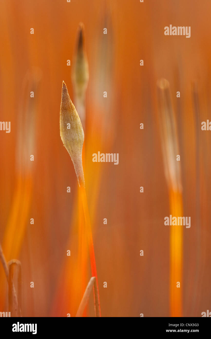 Hair cap moss polytrichum spec hi-res stock photography and images - Alamy