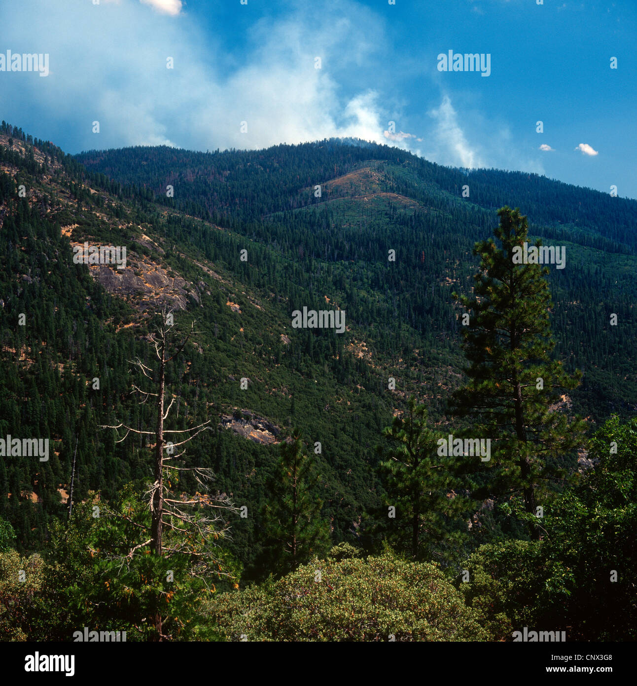 Distant fire in forest Stock Photo - Alamy